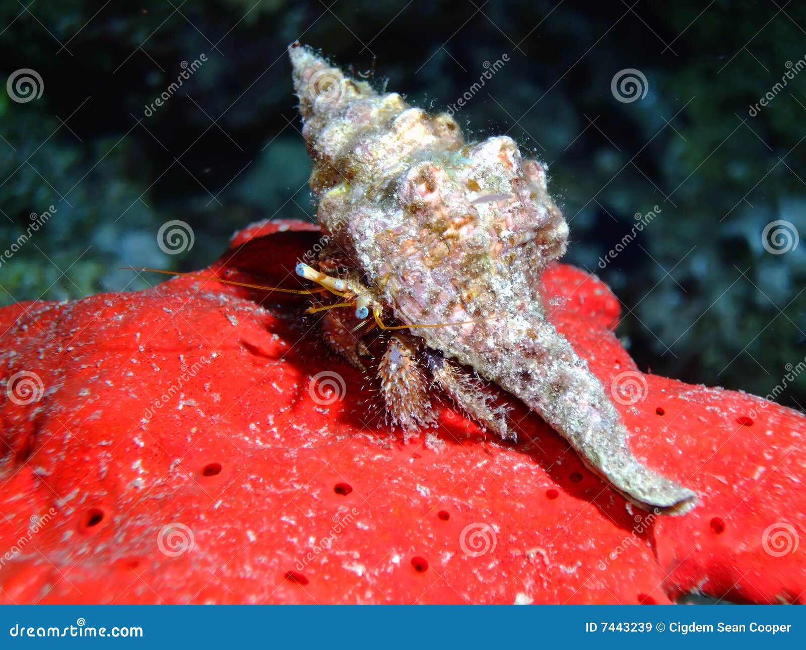 Red Reef Hermit Crab On A Tube Sponge Royalty-Free Stock Photo ...