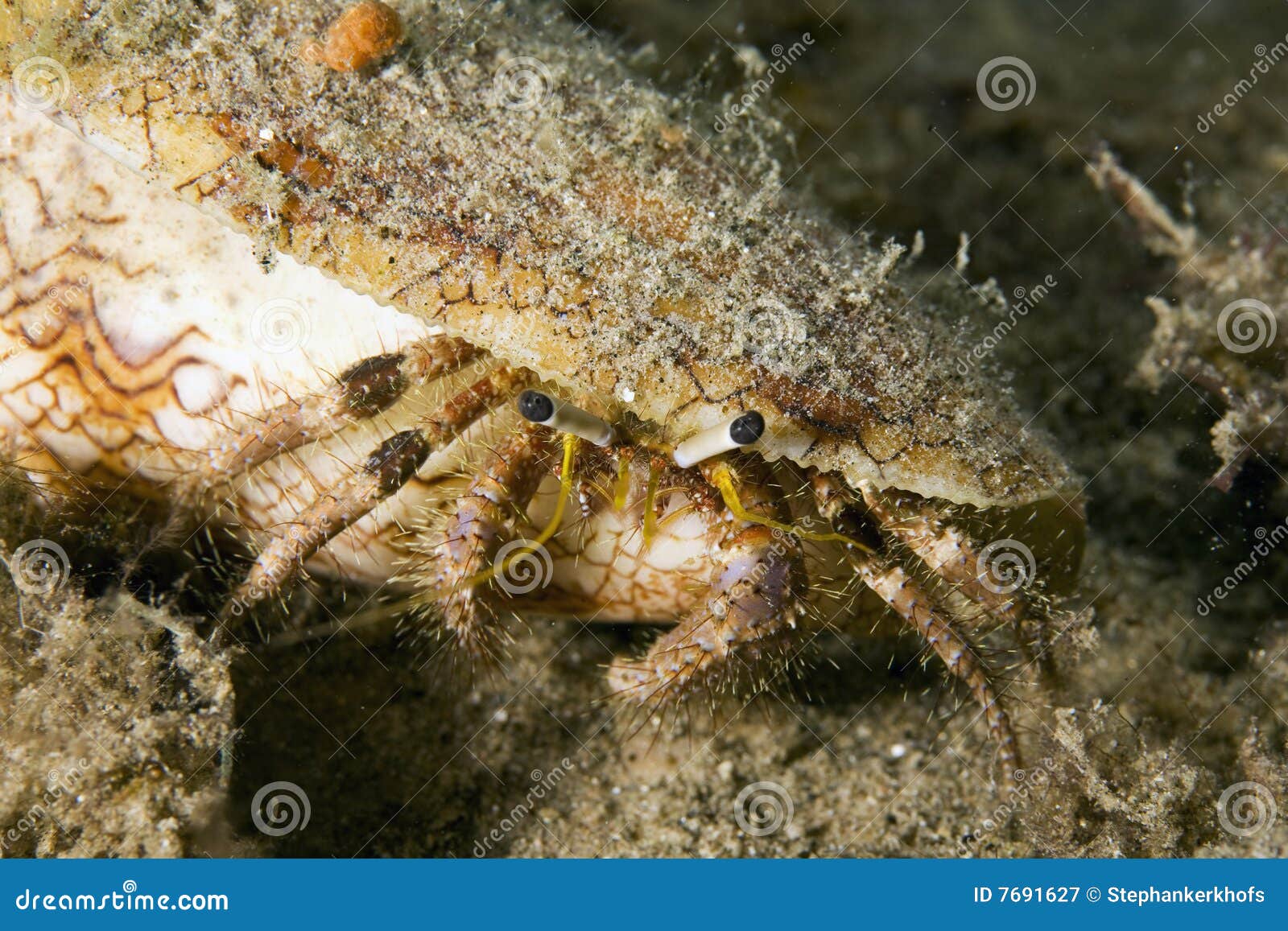 Red Reef Hermit Crab On A Tube Sponge Royalty-Free Stock Photo ...