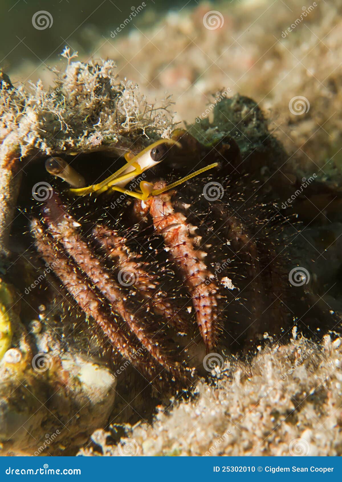 Red Reef Hermit Crab On A Tube Sponge Royalty-Free Stock Photo ...