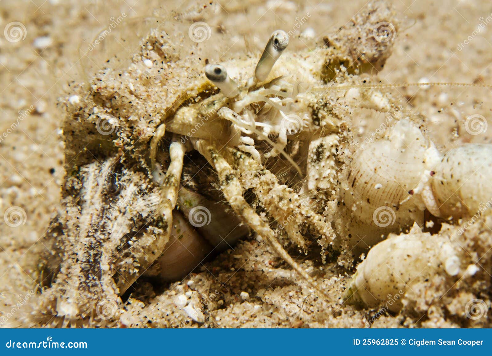 Red Reef Hermit Crabs Mating Royalty-Free Stock Photography ...