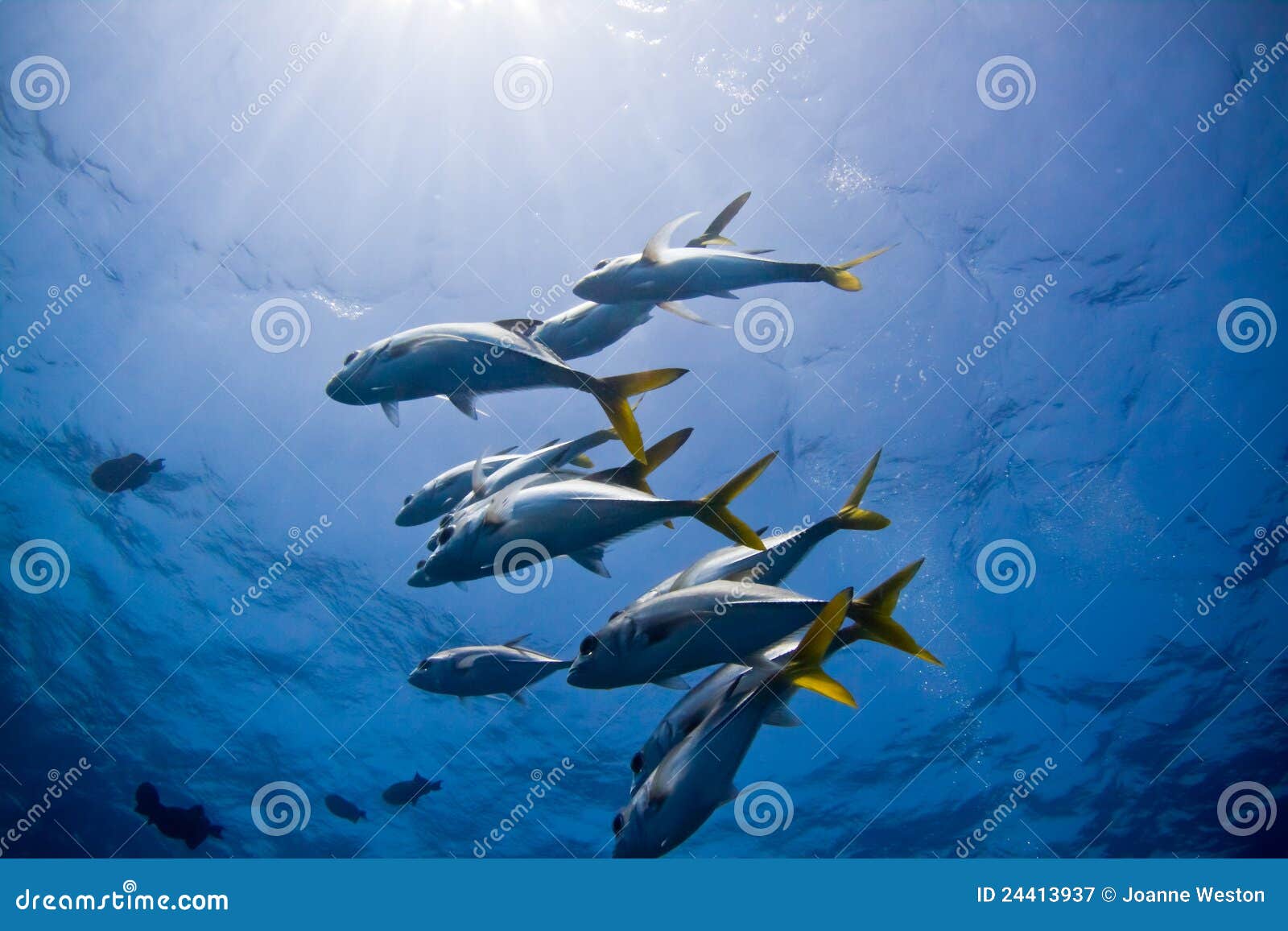 Reef jacks stock image. Image of aquatic, carribean, snorkelers - 24413937