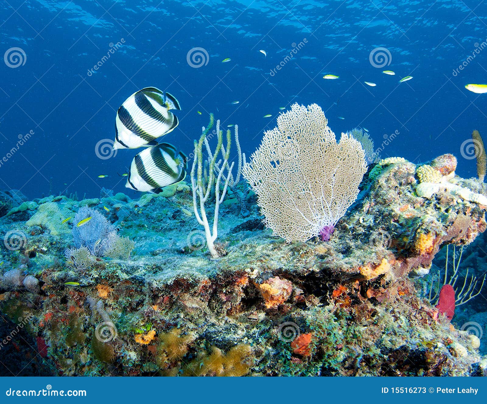 Reef Ledge with Banded Butterflyfish in Foreground Stock Image - Image ...