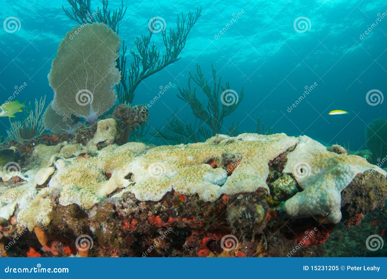Reef Ledge composition. stock image. Image of blue, gulf - 15231205