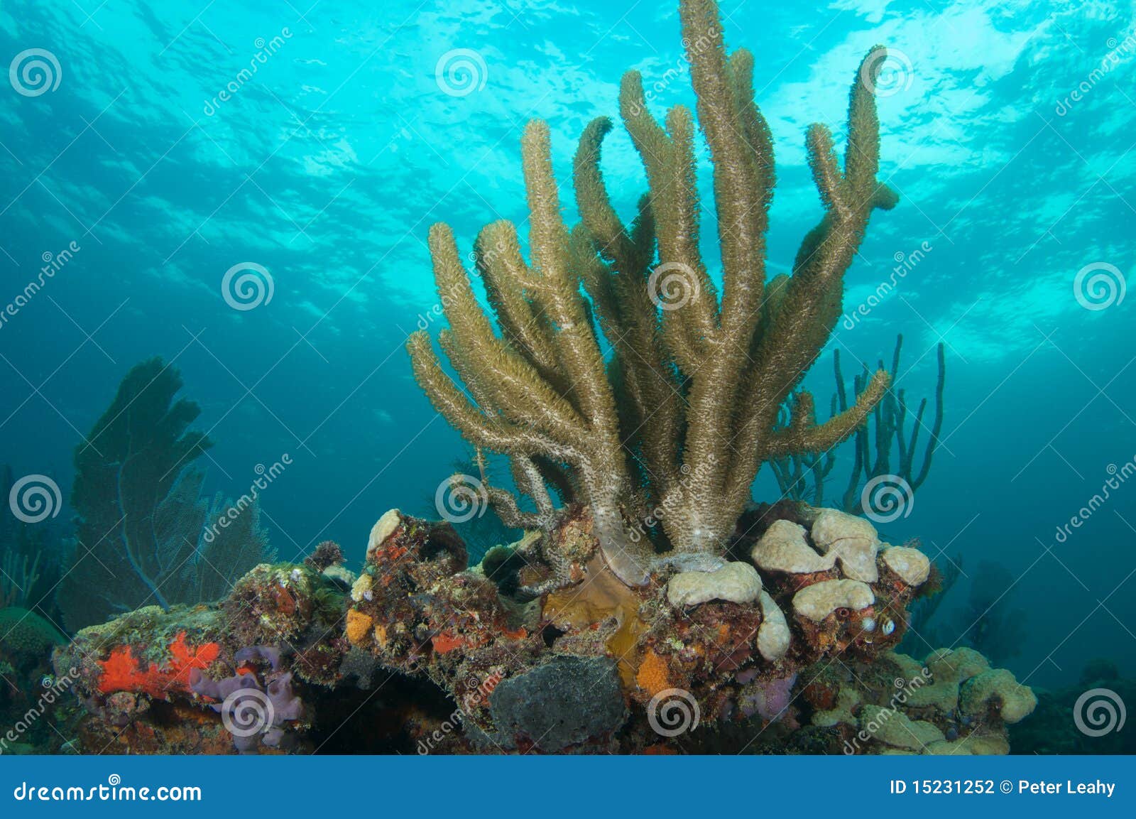 Reef Ledge composition. stock photo. Image of gulf, scuba - 15231252