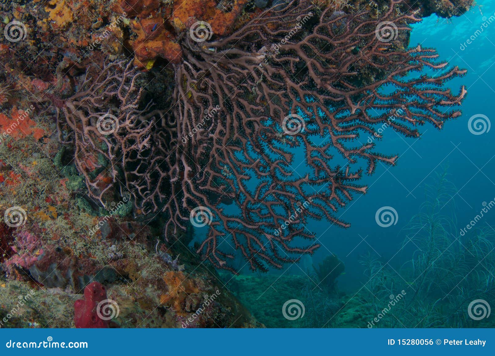 Reef Ledge composition. stock photo. Image of blue, south - 15280056
