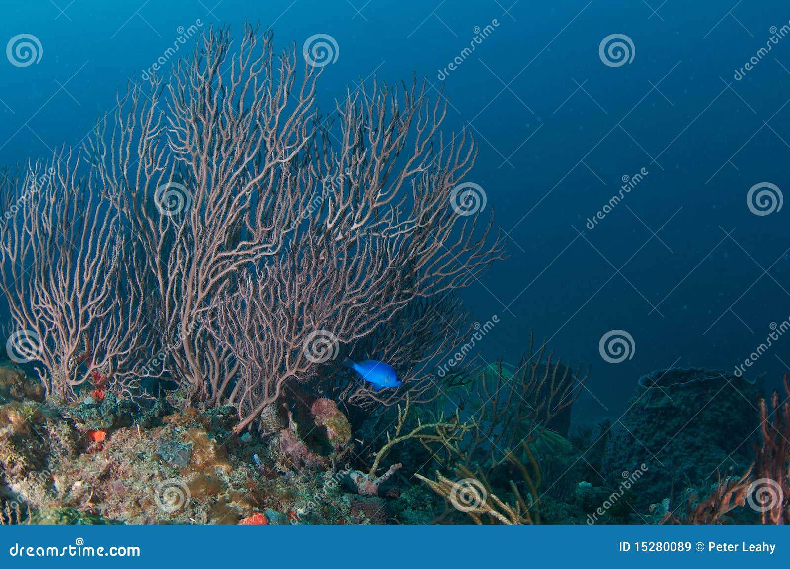 Reef Ledge composition. stock image. Image of warm, florida - 15280089