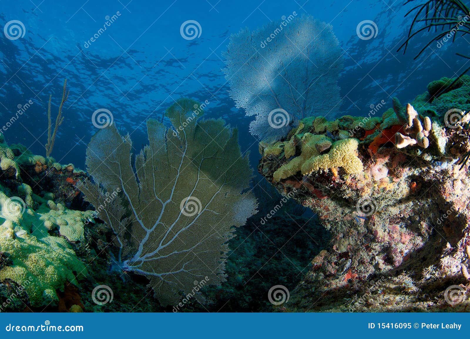 Reef Ledge composition. stock image. Image of fish, aquarium - 15416095
