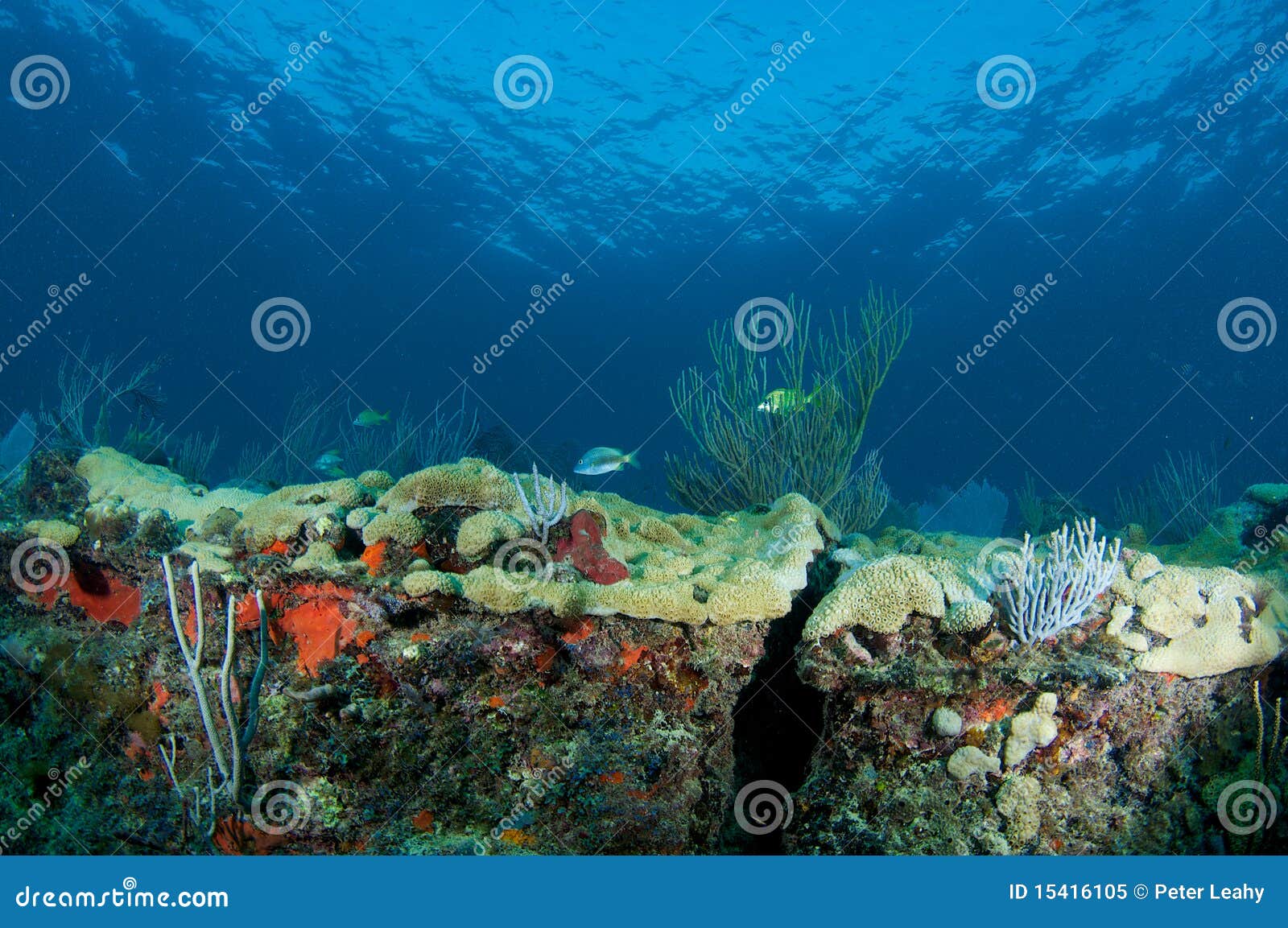 Reef Ledge composition. stock image. Image of fins, ichthyology - 15416105
