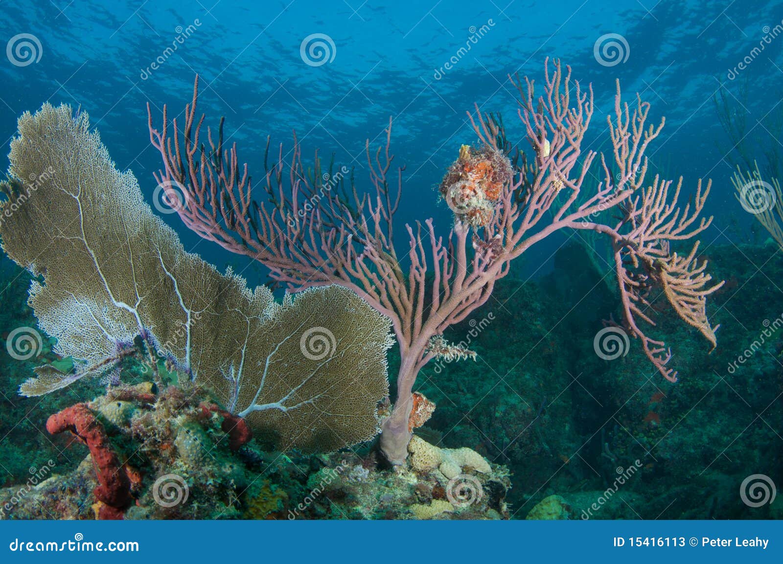 Reef Ledge composition. stock image. Image of fins, line - 15416113