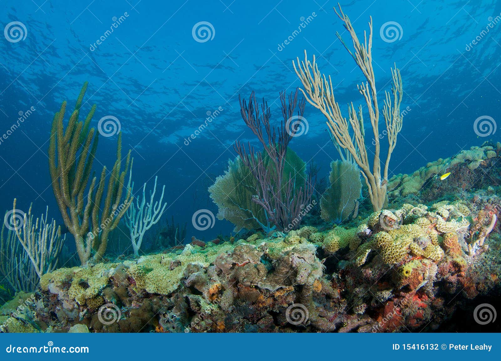 Reef Ledge composition. stock photo. Image of nekton - 15416132