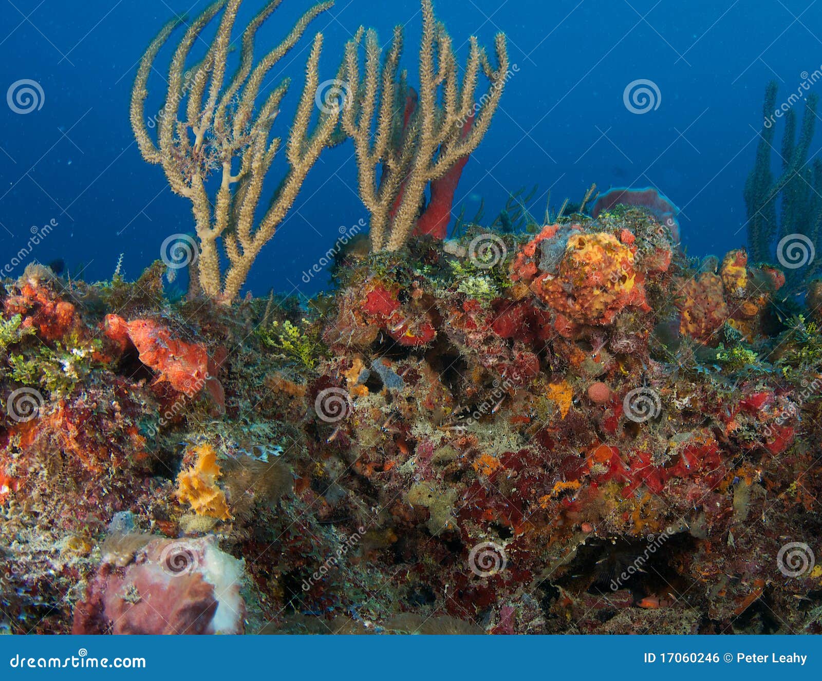 Reef Ledge composition. stock photo. Image of loggerhead - 17060246