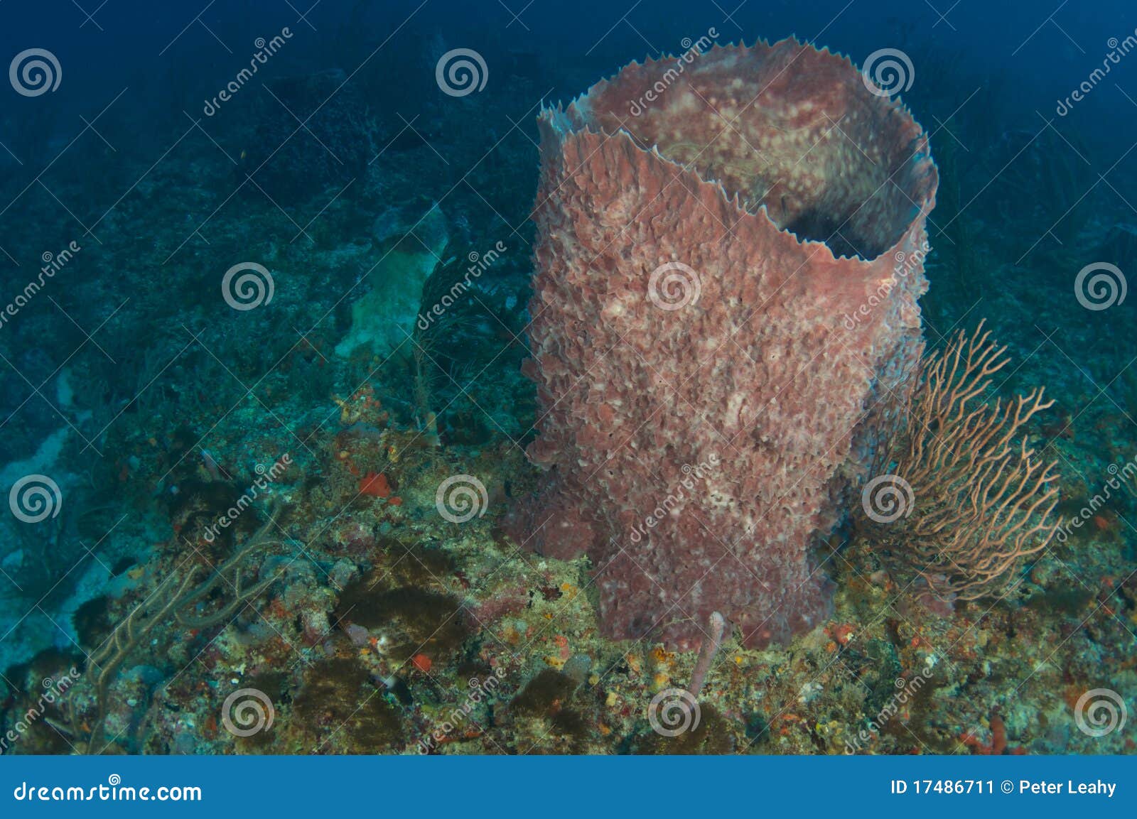 Reef Ledge composition. stock image. Image of endangered - 17486711