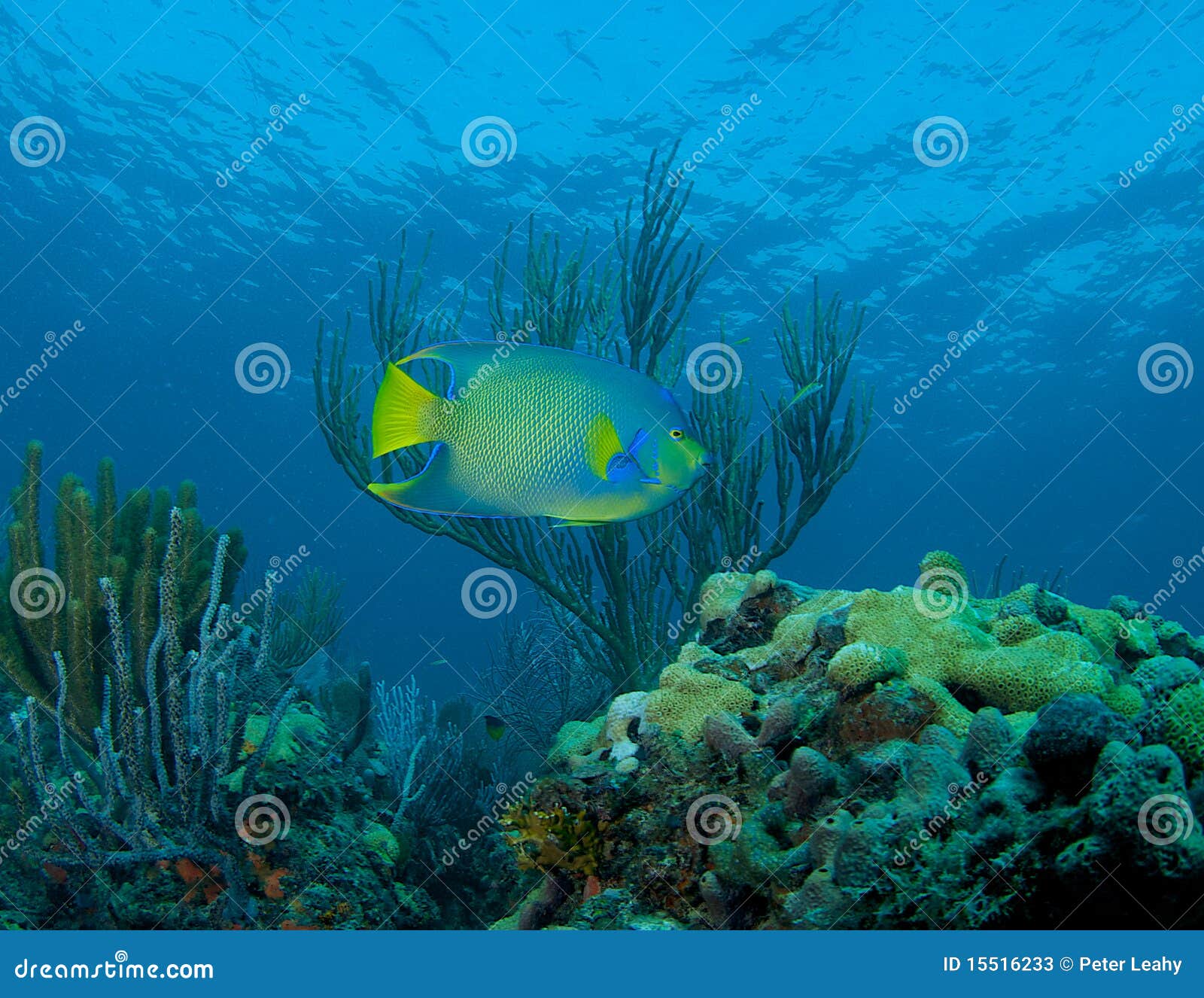 Reef Ledge with Queen Angelfish in Foreground Stock Image - Image of ...