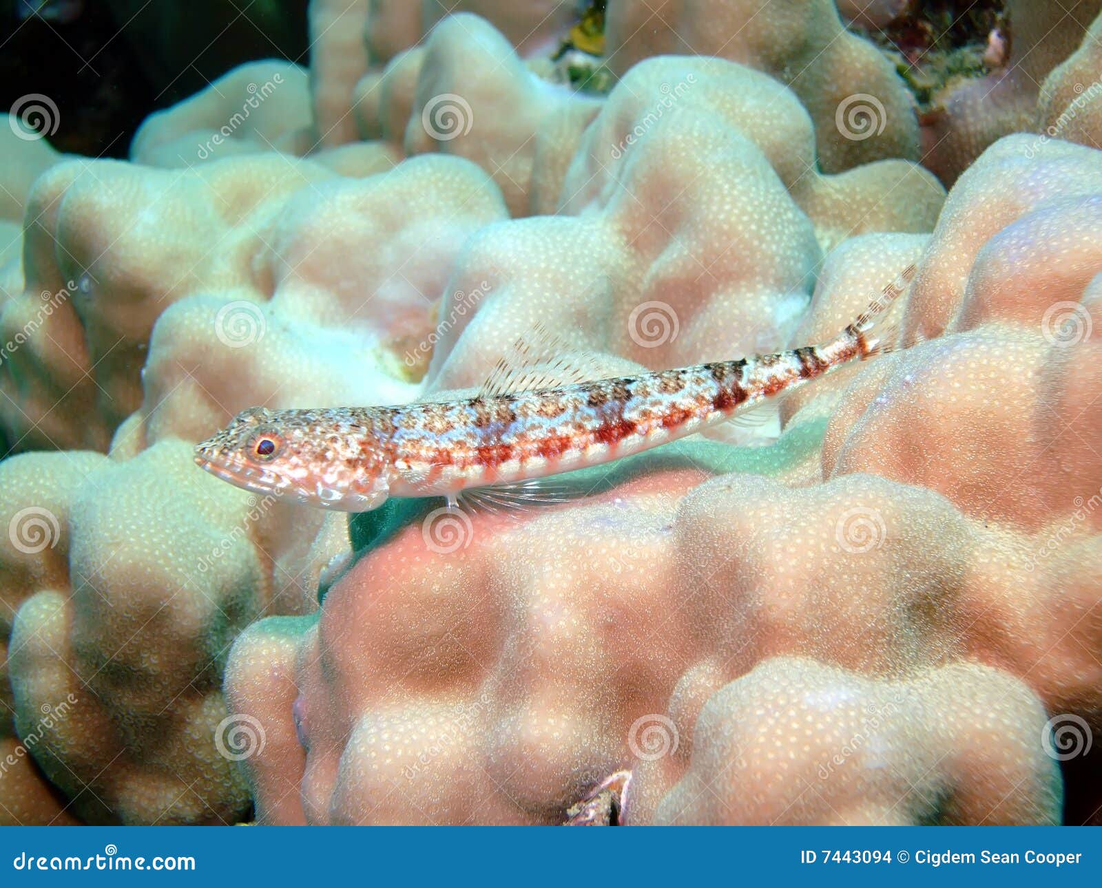 Reef Lizardfish stock photo. Image of fish, marine, lizardfish - 7443094