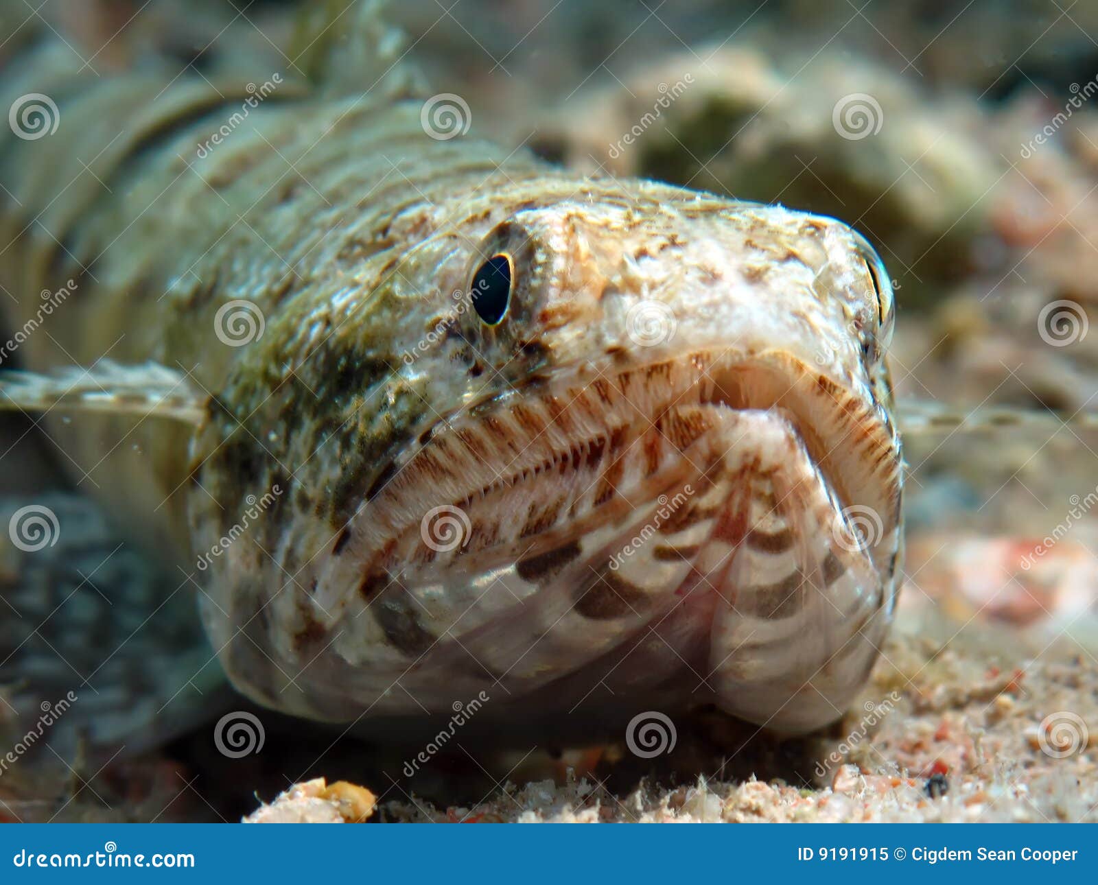 Reef Lizardfish stock image. Image of coral, reef, diving - 9191915