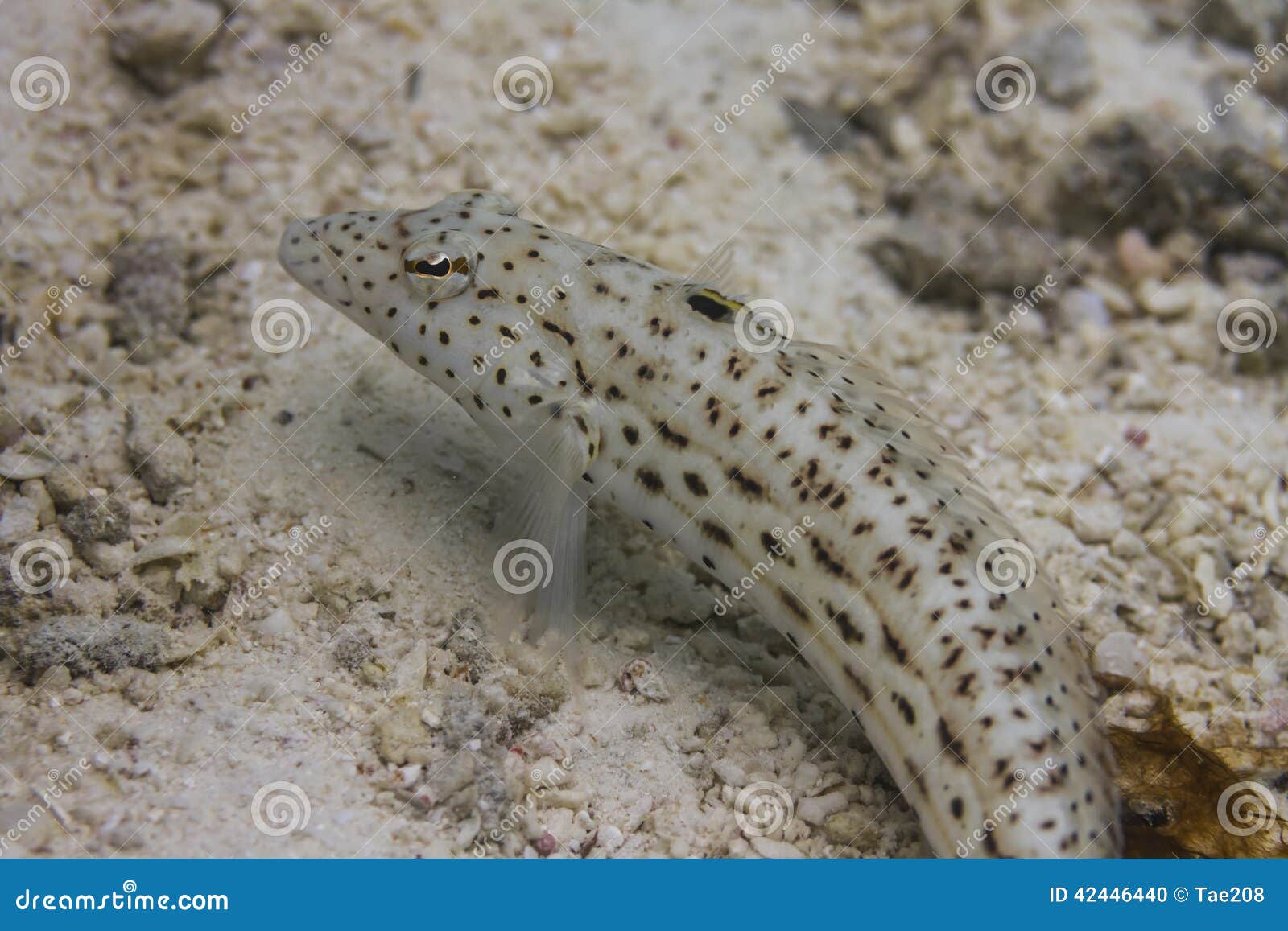 Reef Lizardfish in the Andaman Sea Stock Photo - Image of swim, rest ...