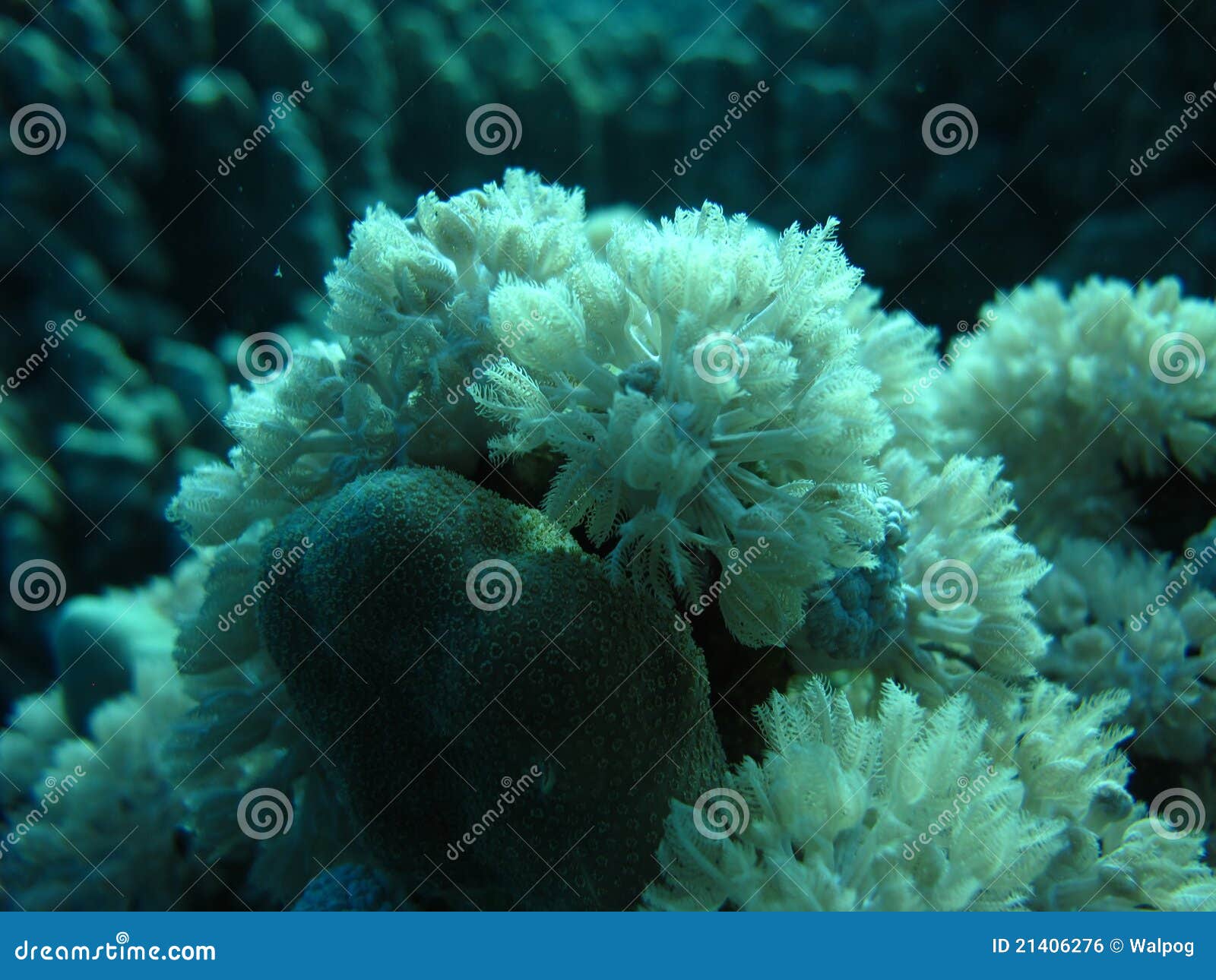 Reef macro stock photo. Image of bottom, coral, colours - 21406276