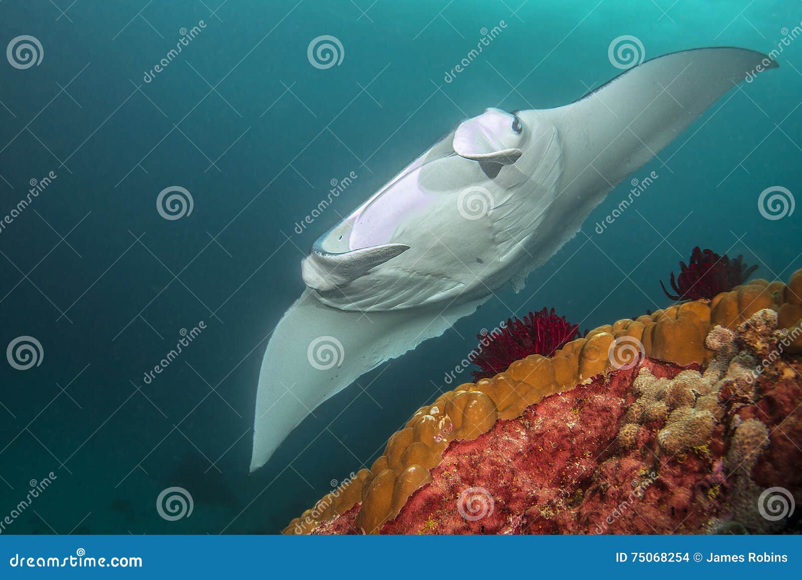 Reef Manta Ray stock photo. Image of feeding, island - 75068254