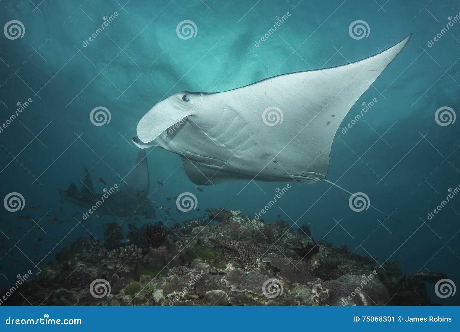 Reef Manta Ray stock image. Image of tropical, marine - 75068301