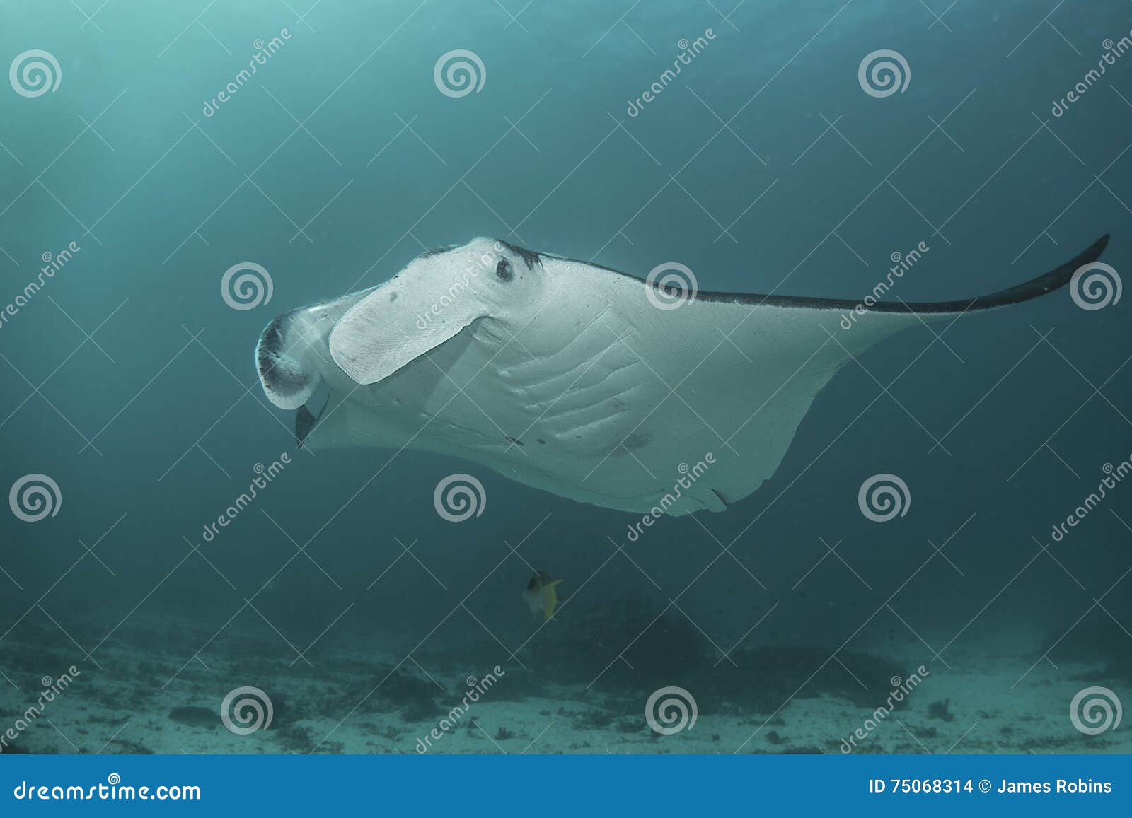 Reef Manta Ray stock photo. Image of marine, protect - 75068314