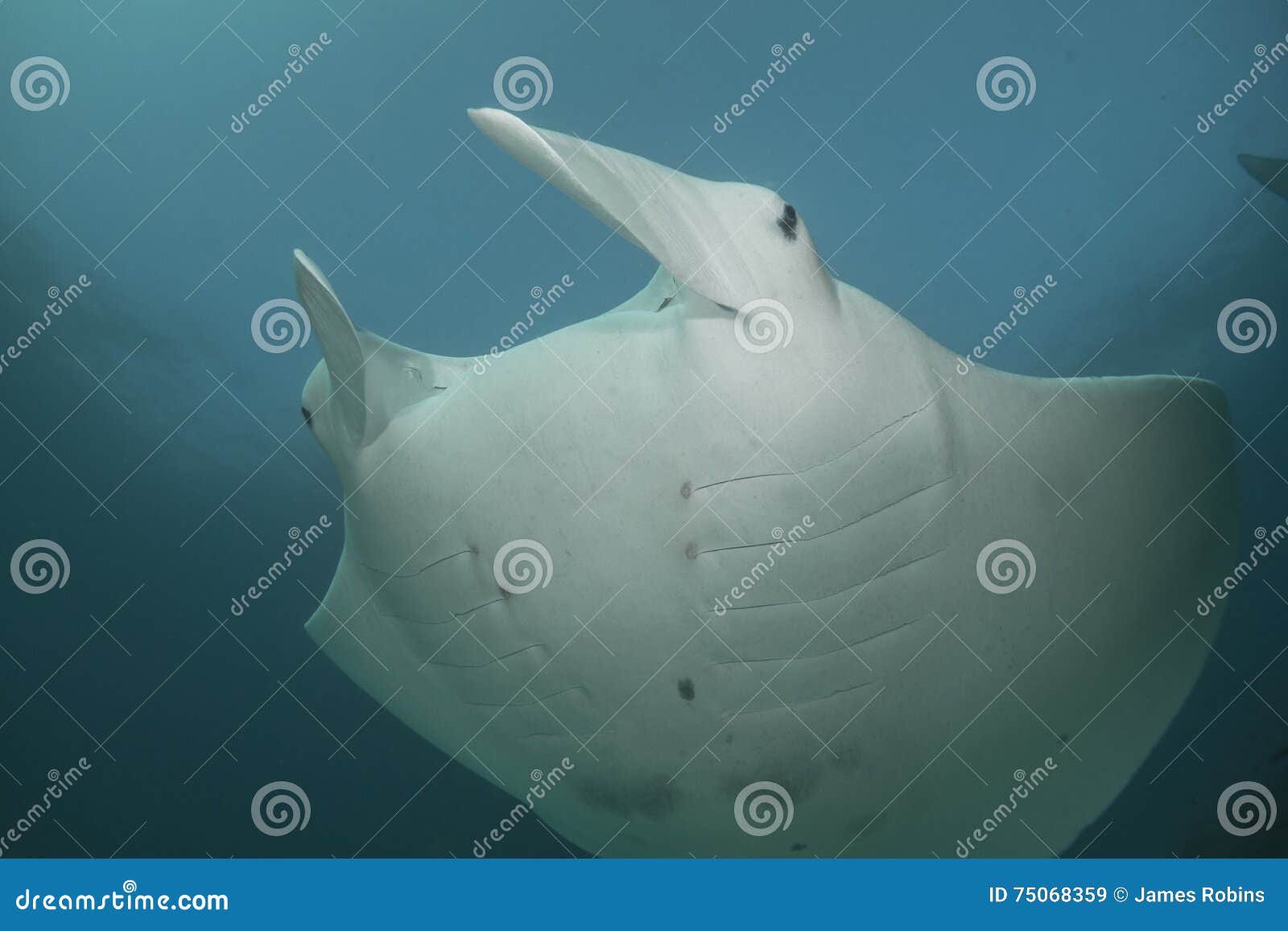 Reef Manta Ray stock image. Image of swimming, flap, feeding - 75068359