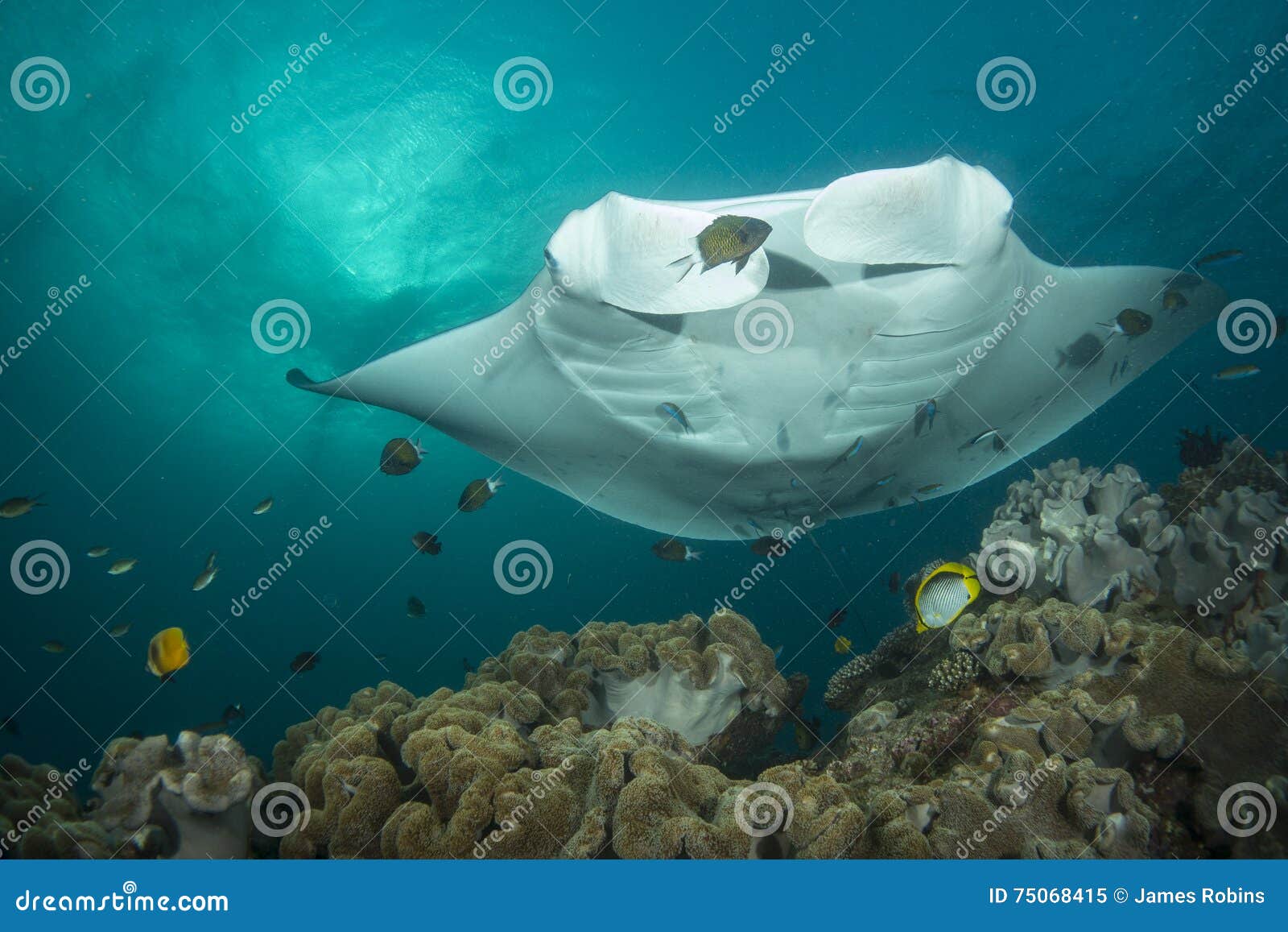 Reef Manta Ray stock image. Image of wildlife, reef, blue - 75068415