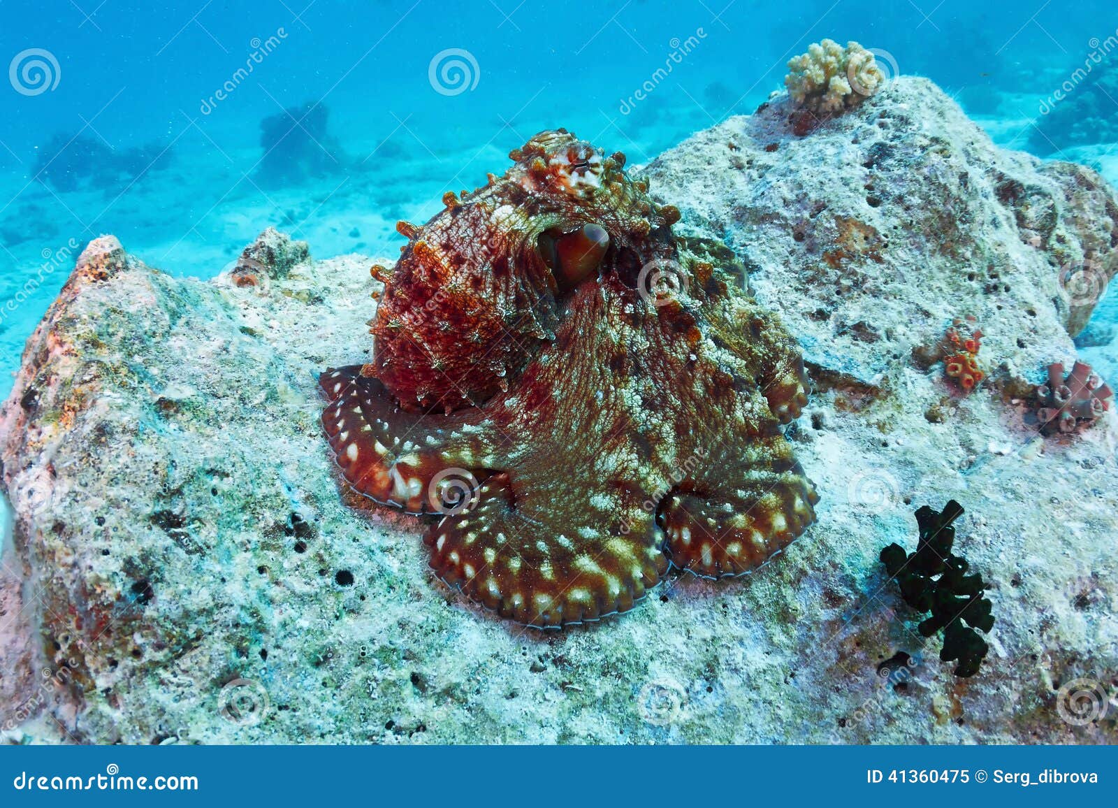 Reef octopus stock image. Image of egypt, water, underwater - 41360475