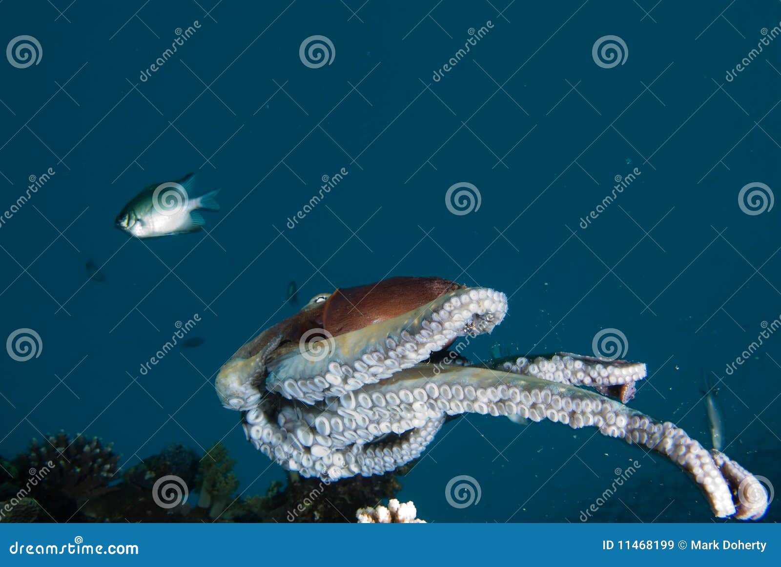 A Reef Octopus (Octopus Cyaneus) Stock Image - Image of nature ...