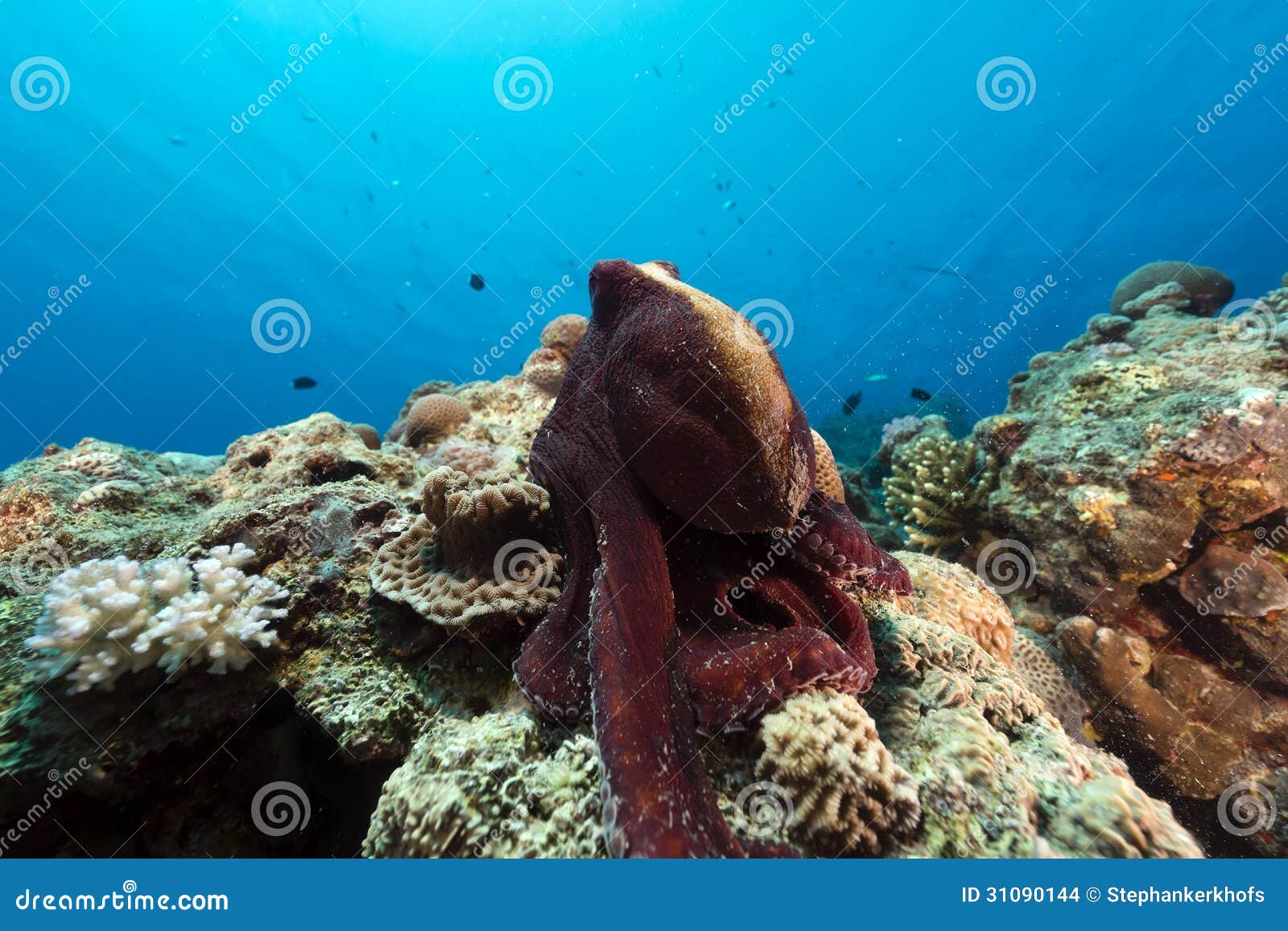 Reef Octopus (octopus Cyaneus) in the Red Sea. Stock Photo - Image of ...