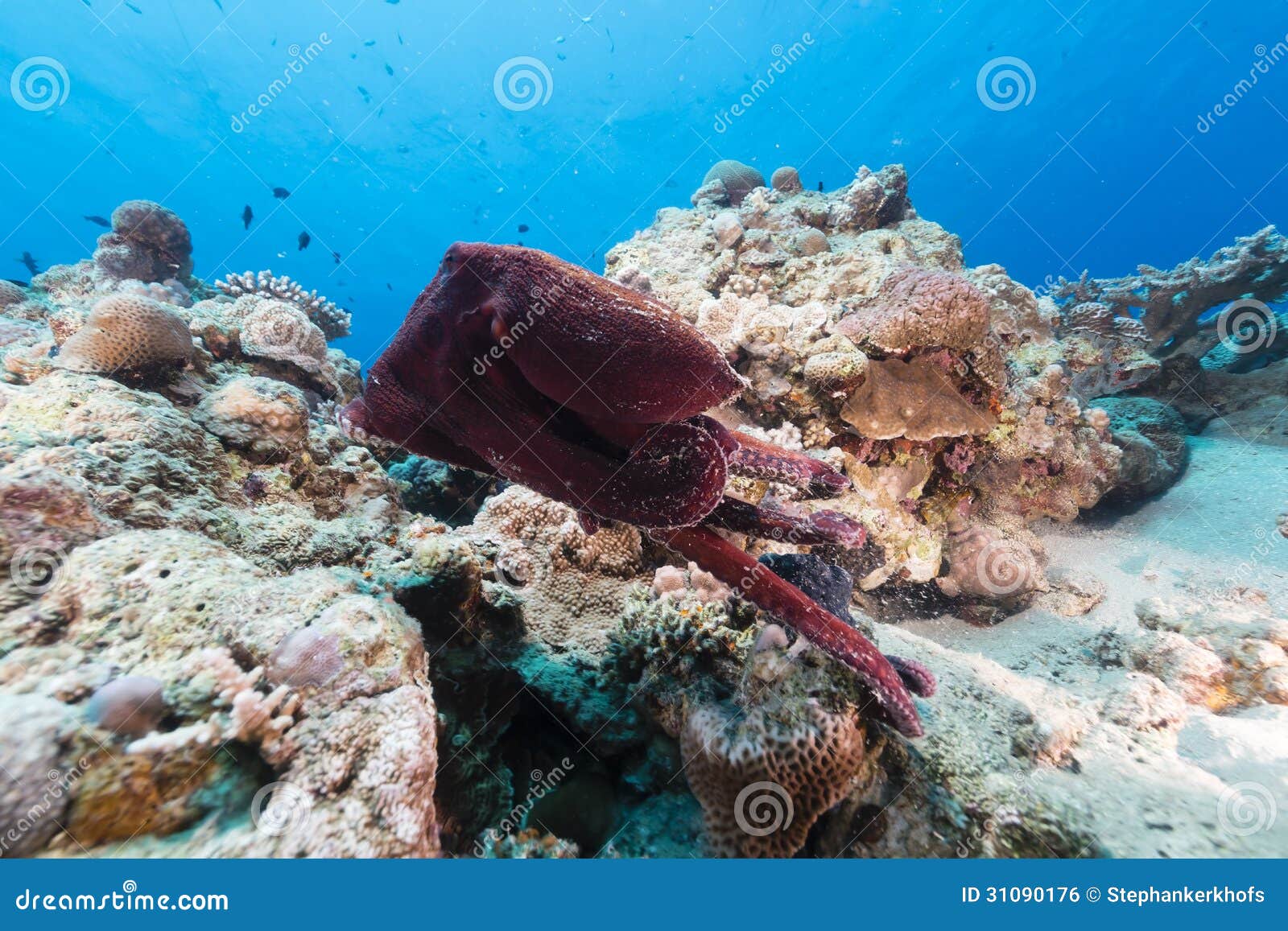 Reef Octopus (octopus Cyaneus) in the Red Sea. Stock Photo - Image of ...