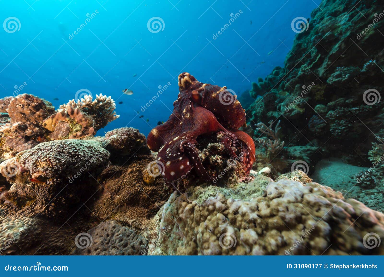 Reef Octopus (octopus Cyaneus) in the Red Sea. Stock Image - Image of ...