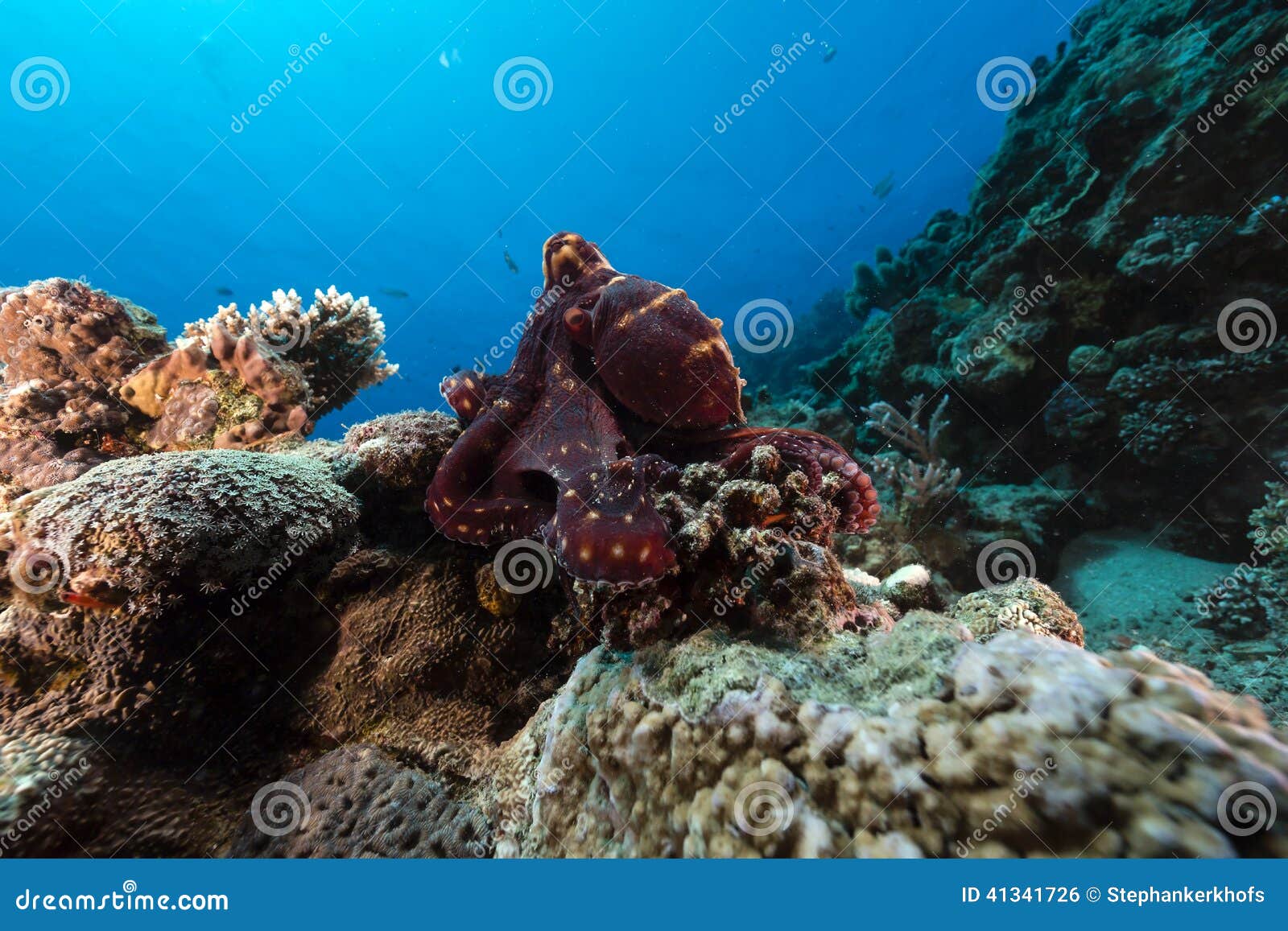 Reef Octopus (octopus Cyaneus) in the Red Sea. Stock Photo - Image of ...