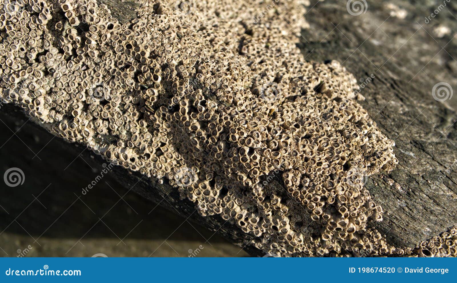 Reef and Rock Pools on the Coast Stock Photo - Image of life, ground ...