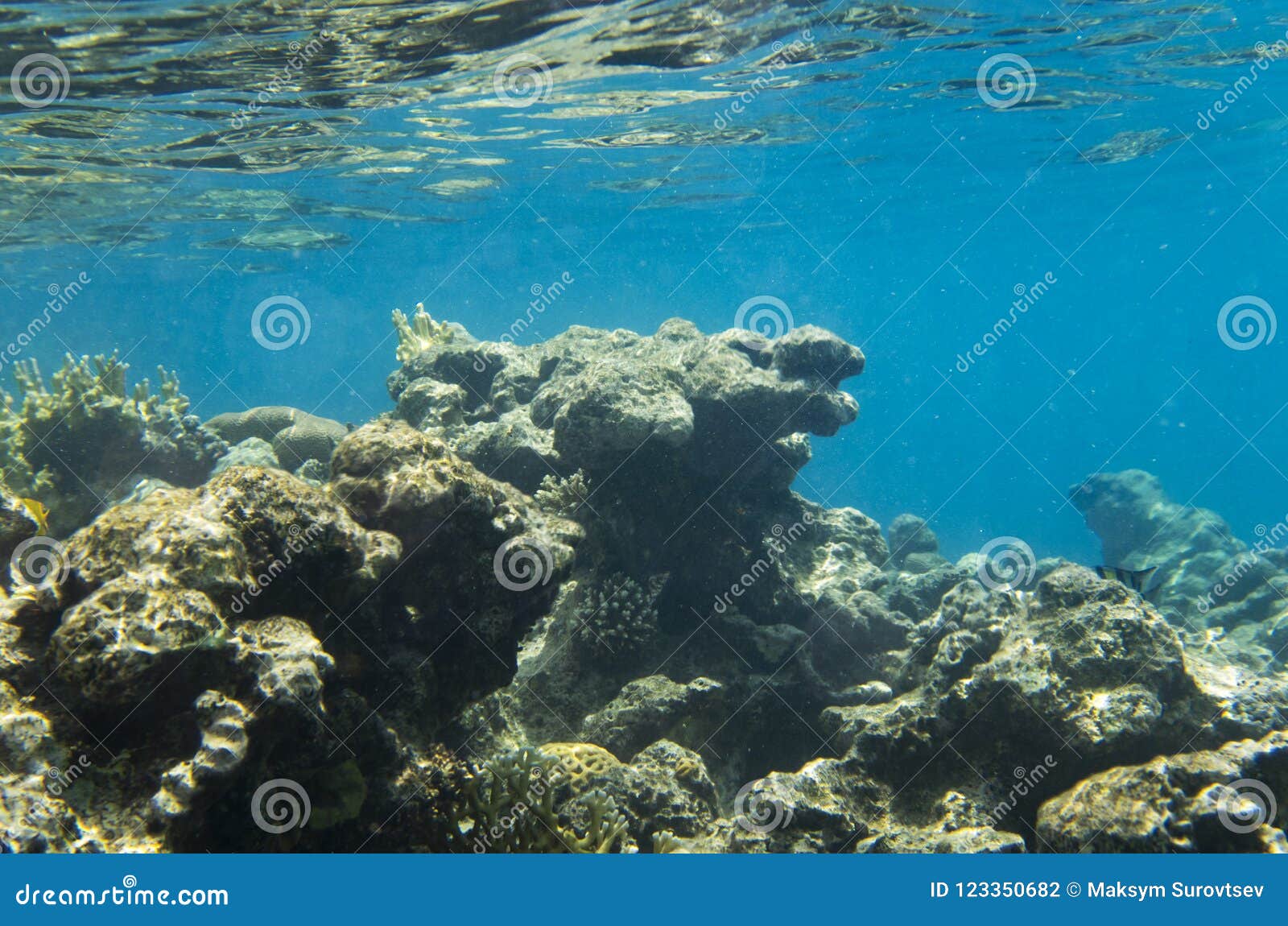 Reef rocks in the Sea stock photo. Image of ocean, snorkelling - 123350682