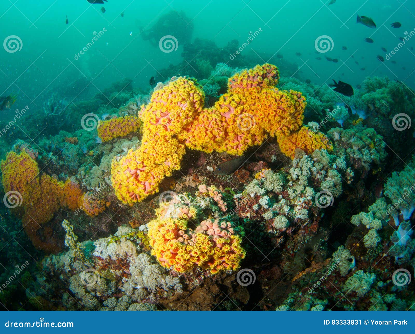 Reef Scape with Soft Coral with Divrer Stock Image - Image of fish ...