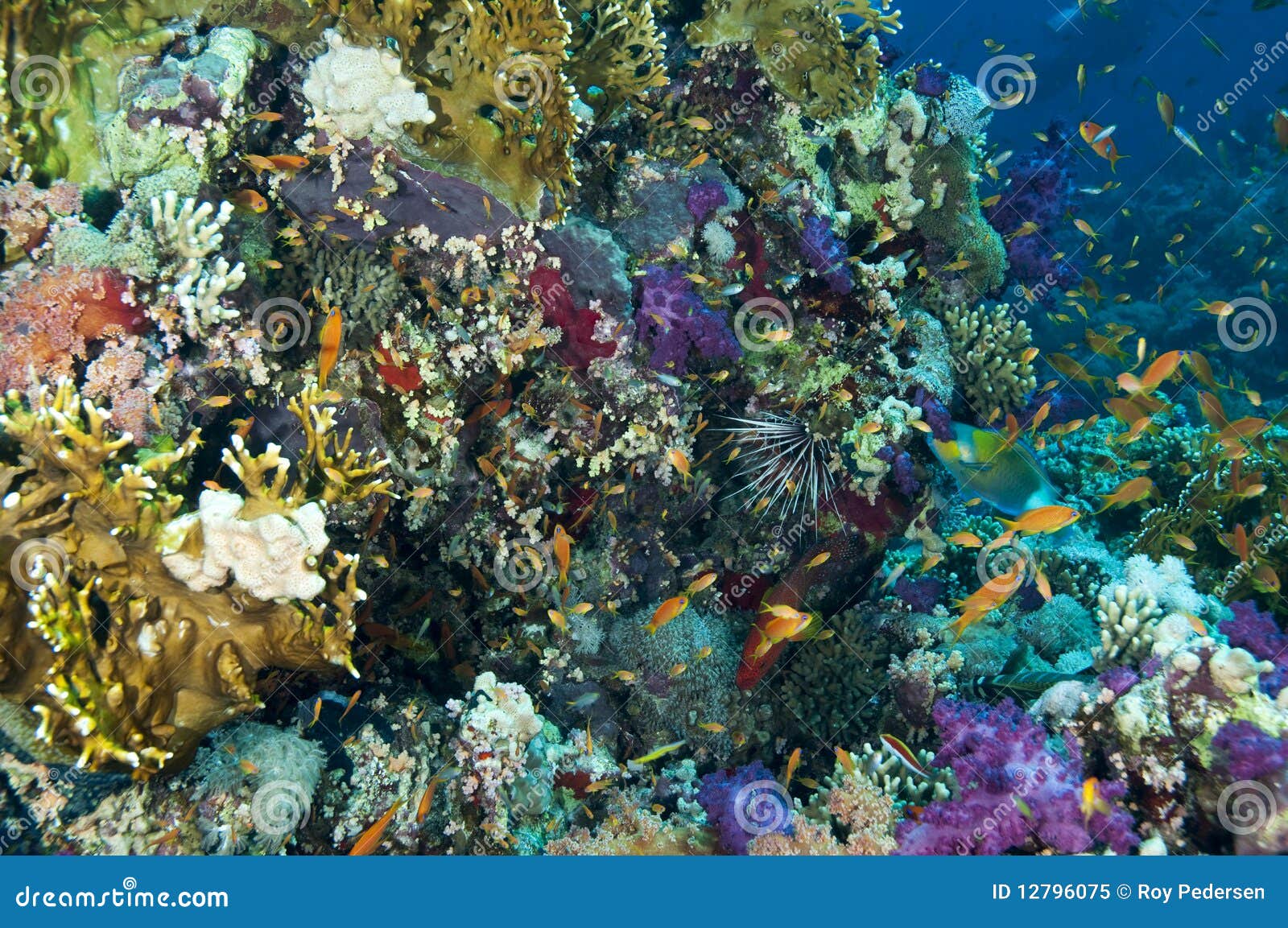 Reef Scene stock image. Image of adventure, marine, colorful - 12796075