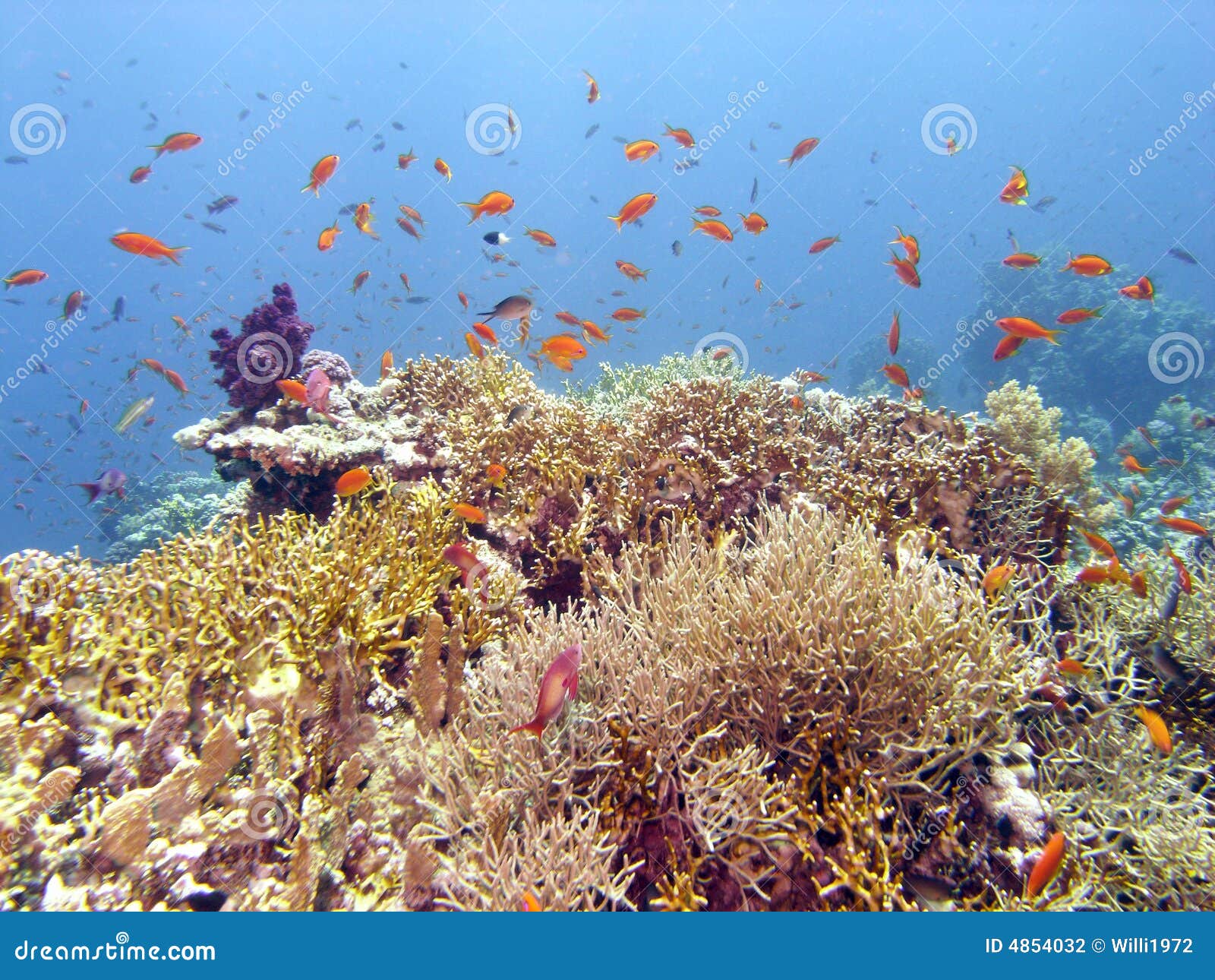 Reef Scene with Coral and Fish Stock Photo - Image of blue, diving: 4854032