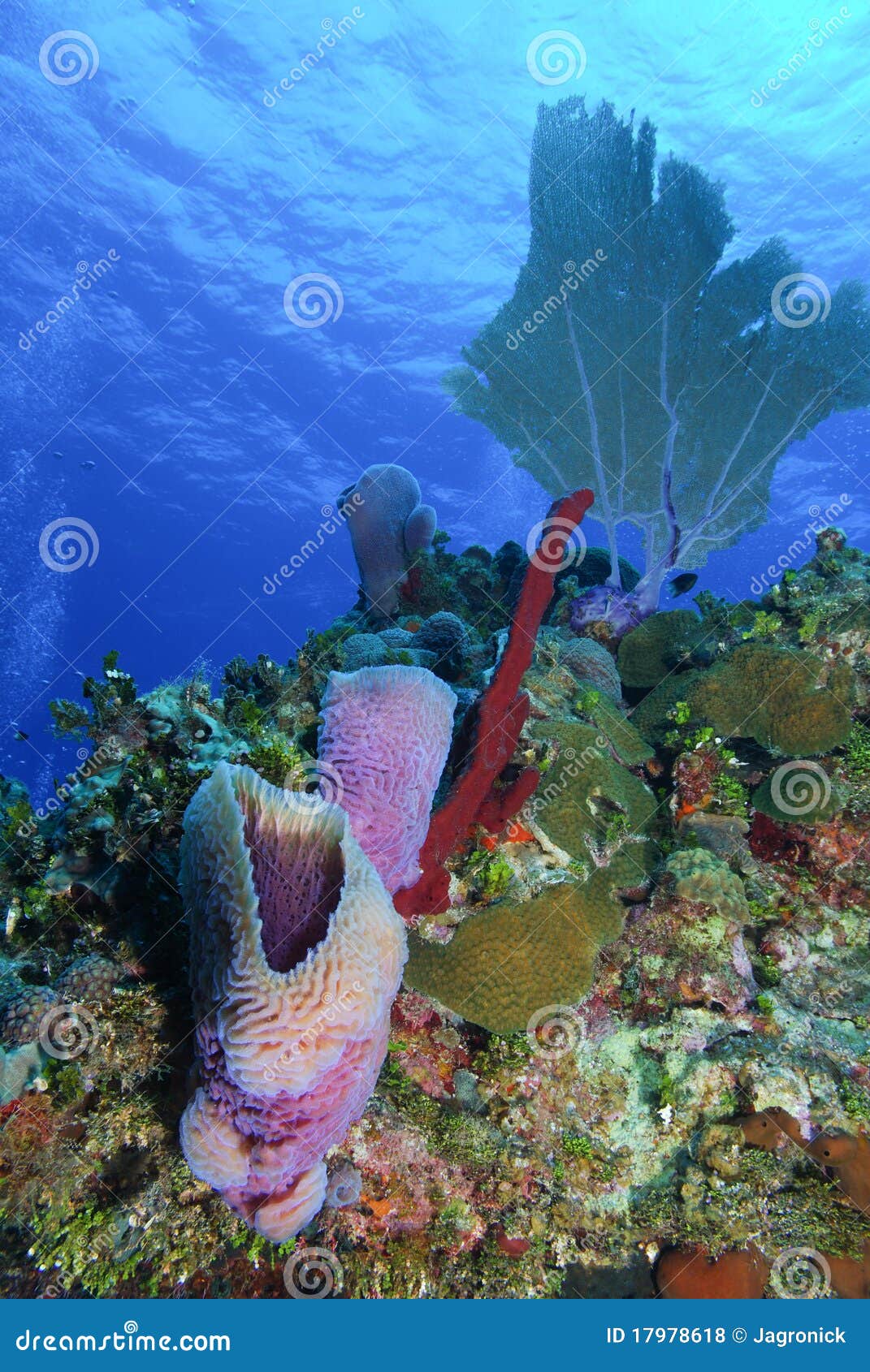 Reef Scene at Grand Cayman stock photo. Image of water - 17978618