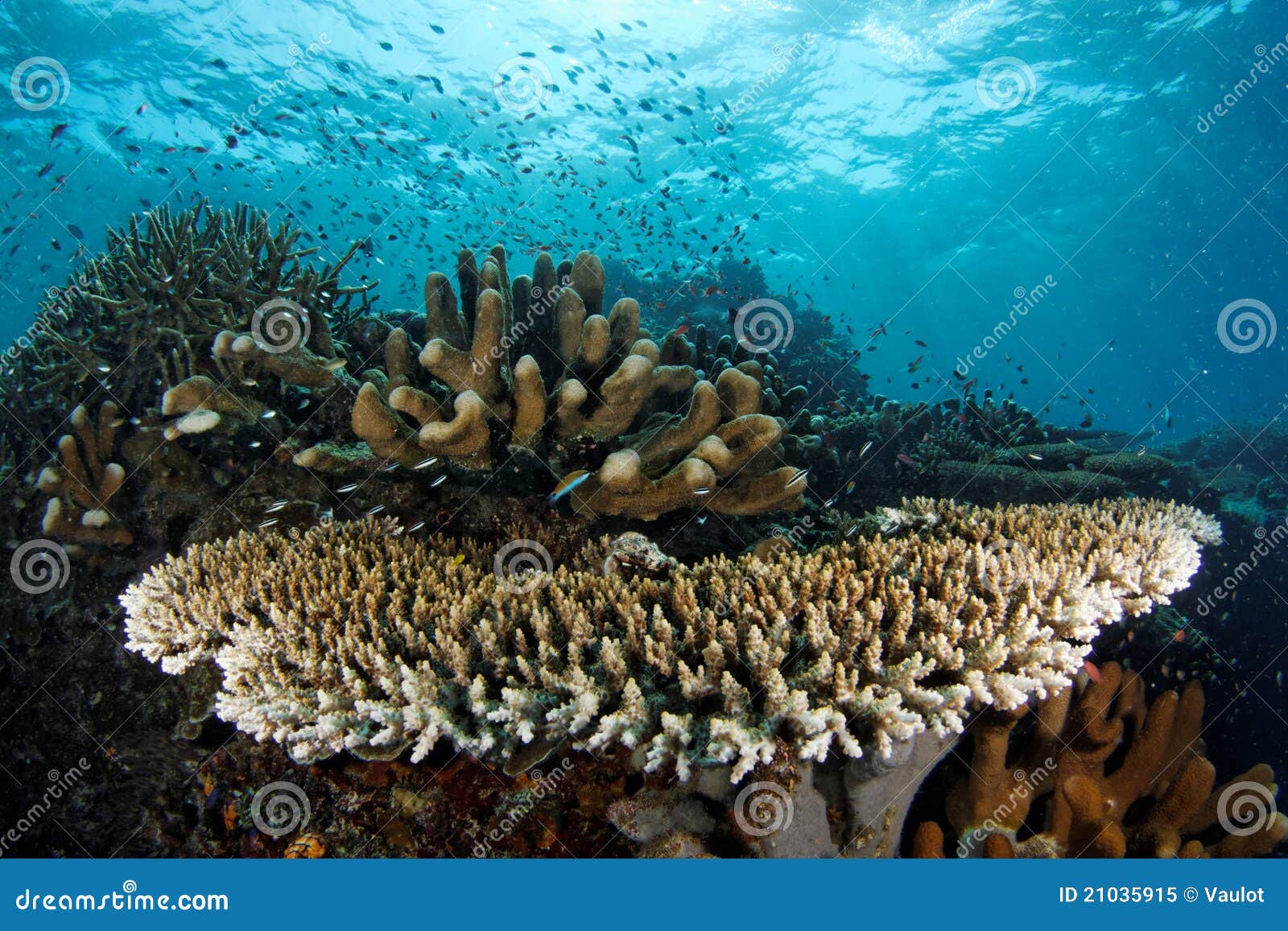 Reef Scene - Kakaban Borneo Stock Image - Image of barracuda ...