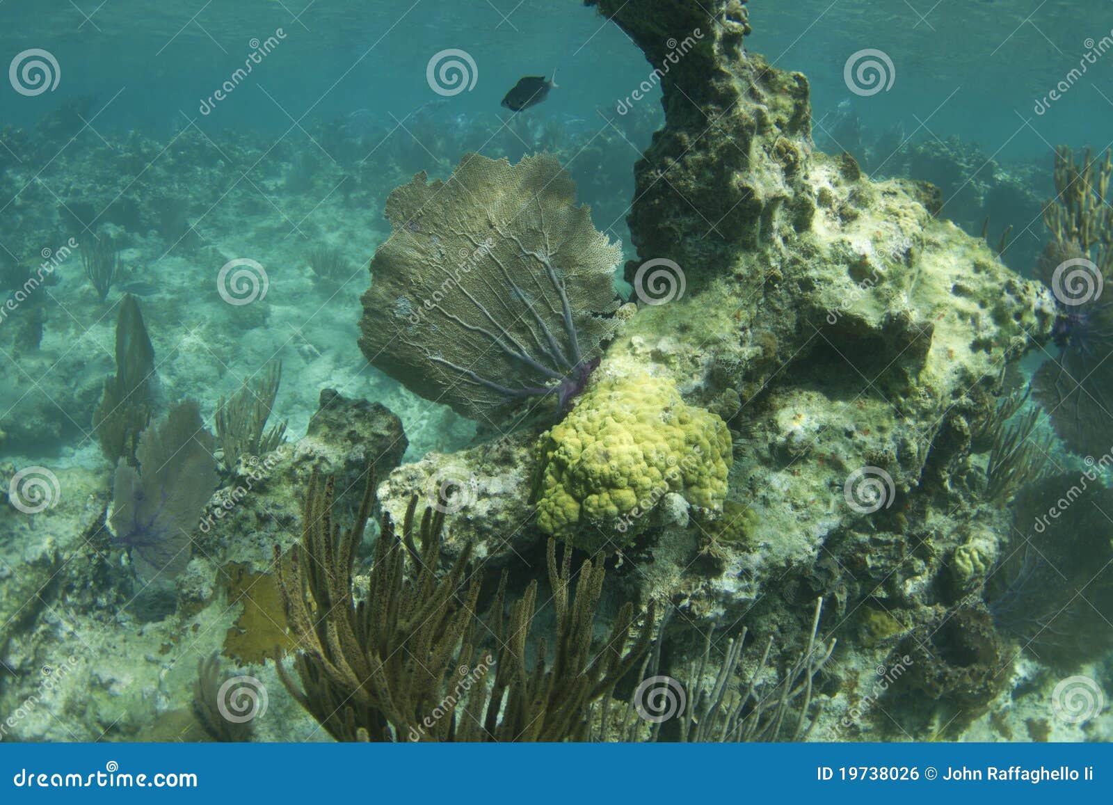 Reef sea fan stock photo. Image of fish, nature, marine - 19738026