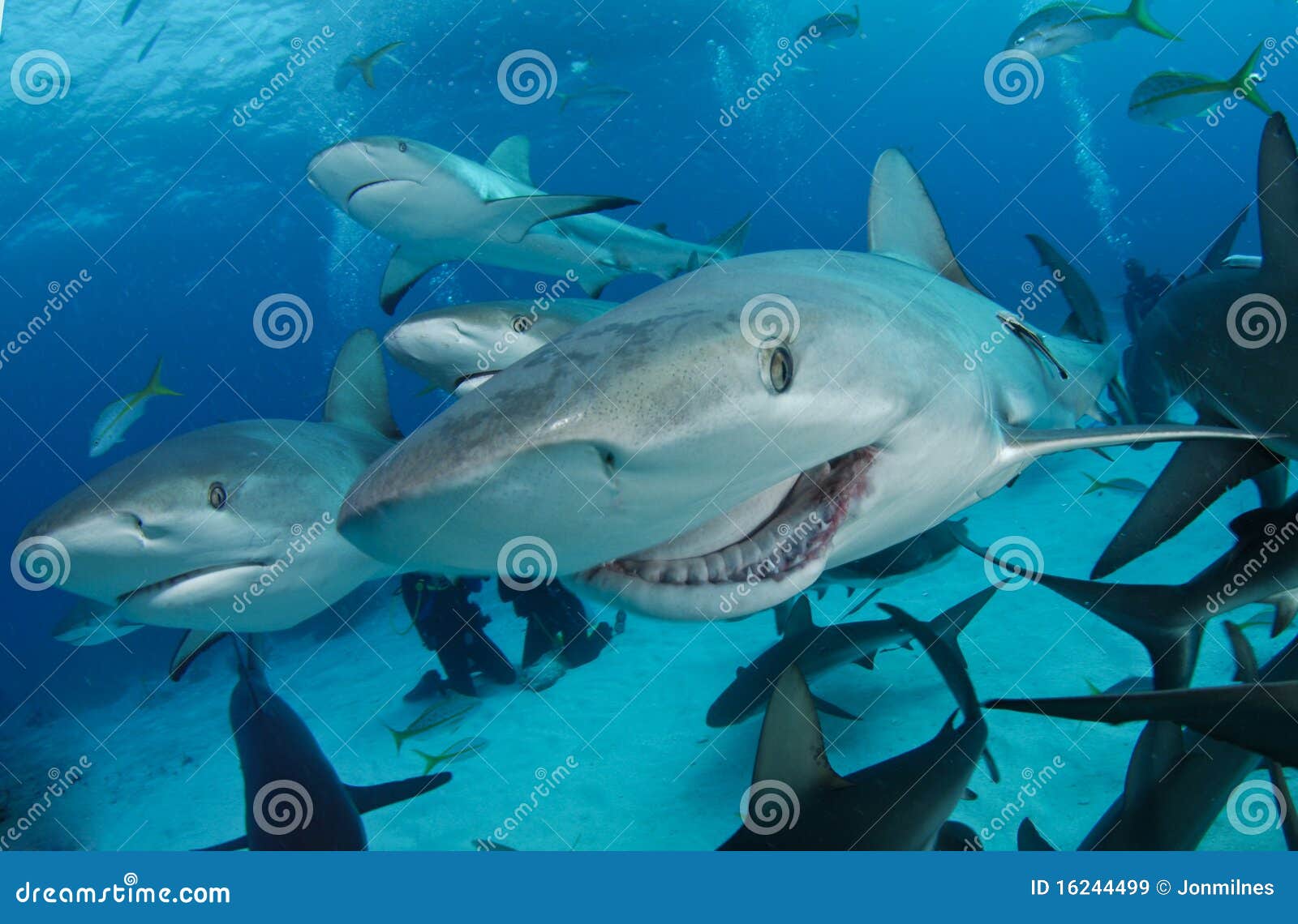 Reef shark stock image. Image of beach, leisure, adventure - 16244499