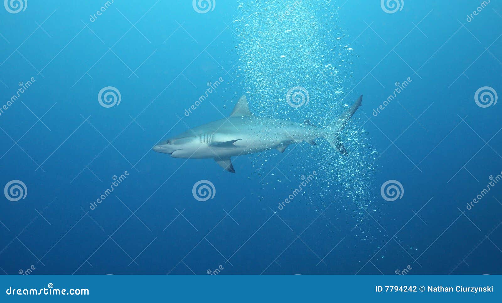 Reef Shark stock photo. Image of fish, life, animal, travel - 7794242