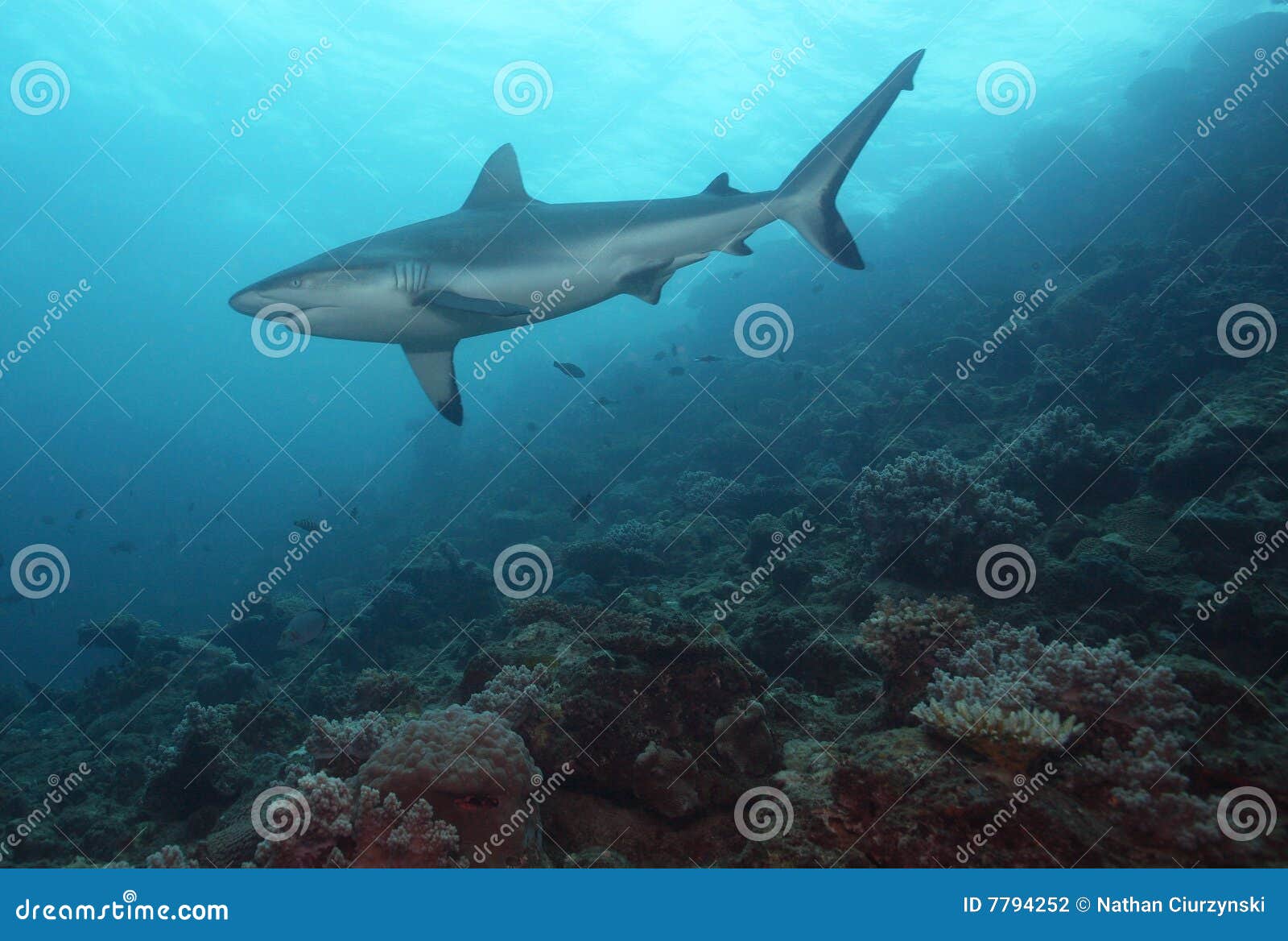 Reef Shark stock photo. Image of shark, open, silver, scuba - 7794252