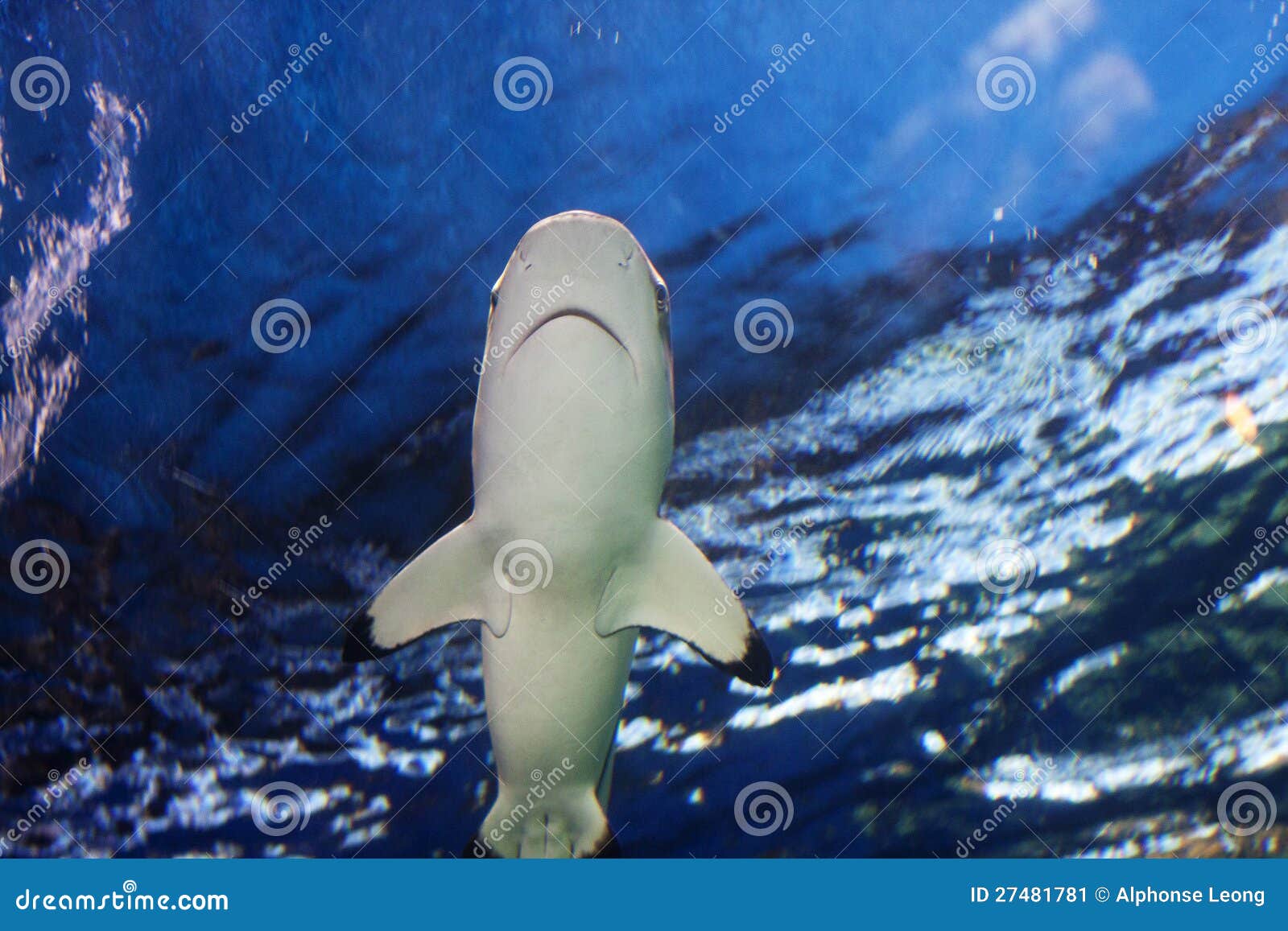 Reef Shark Approaching Ocean Surface Stock Image - Image of sharktank ...