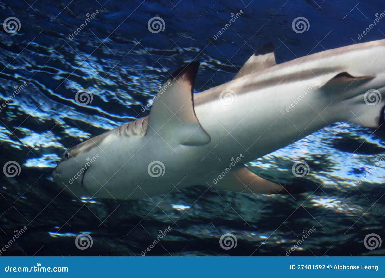 Reef shark gliding stock photo. Image of shark, predator - 27481592