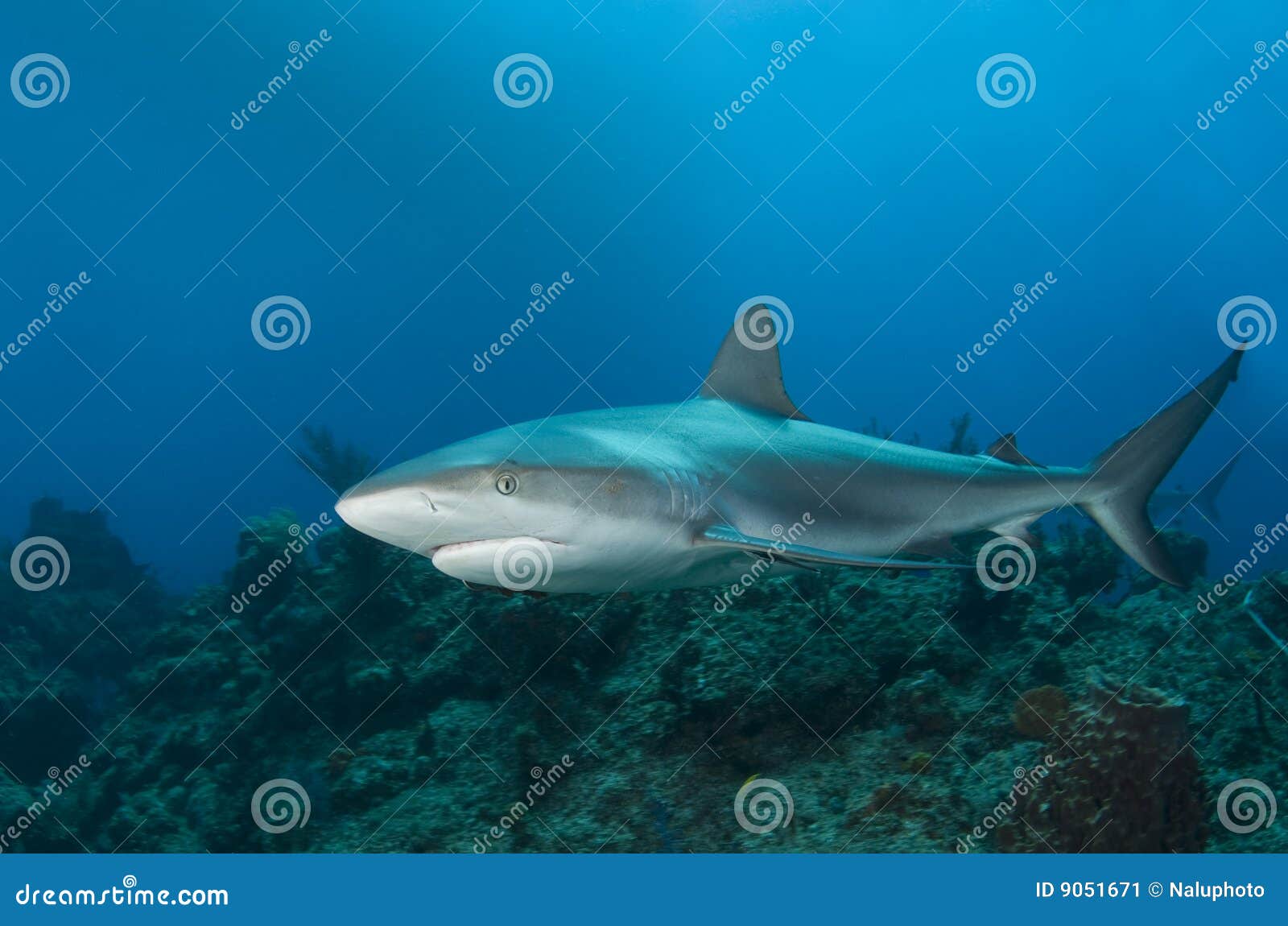 Reef Shark Profile stock image. Image of swimming, perezi - 9051671