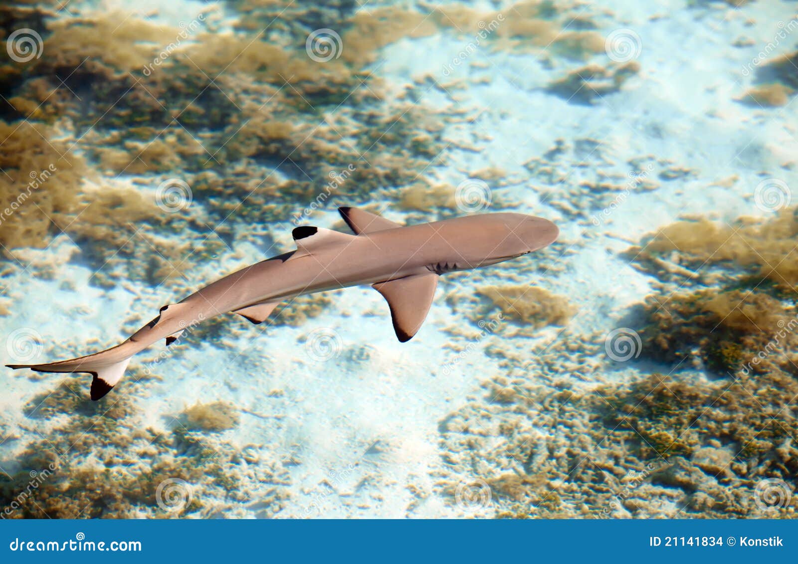 Reef Shark , the Top View through Crystal-clear Wa Stock Photo - Image ...
