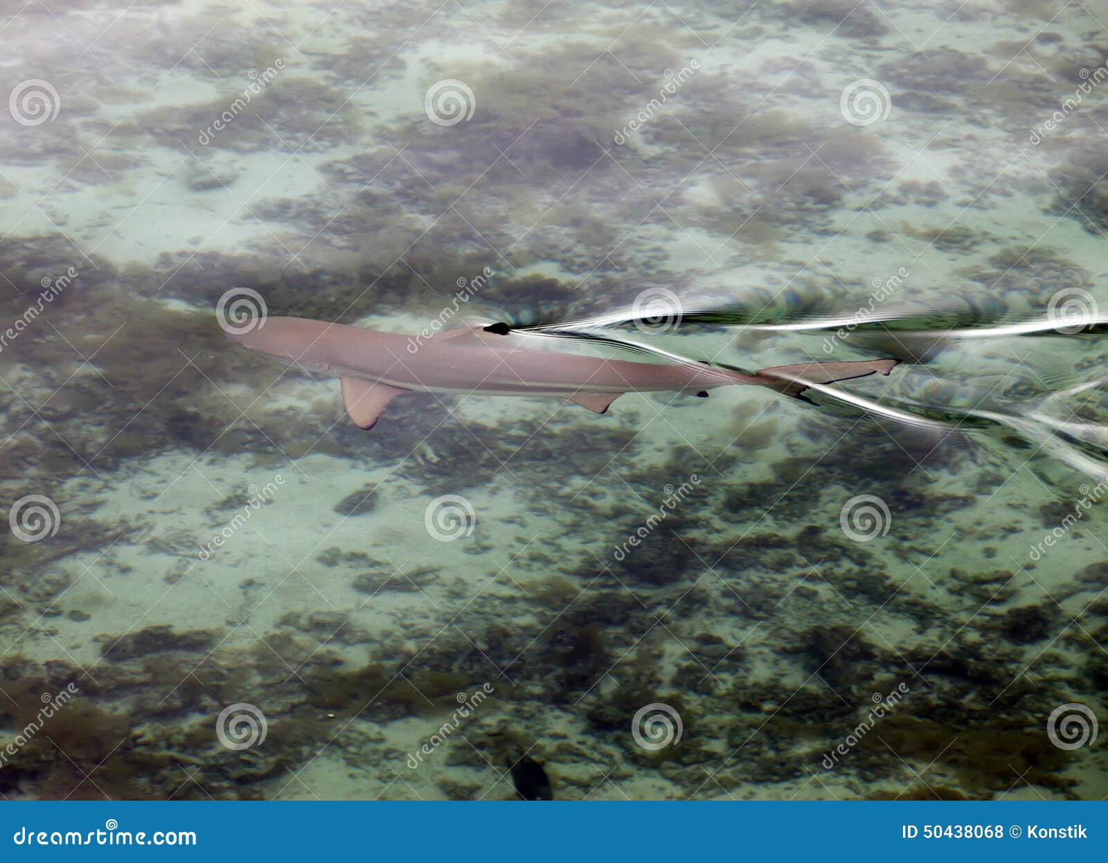 Reef Shark , the Top View through Crystal-clear Water Stock Photo ...