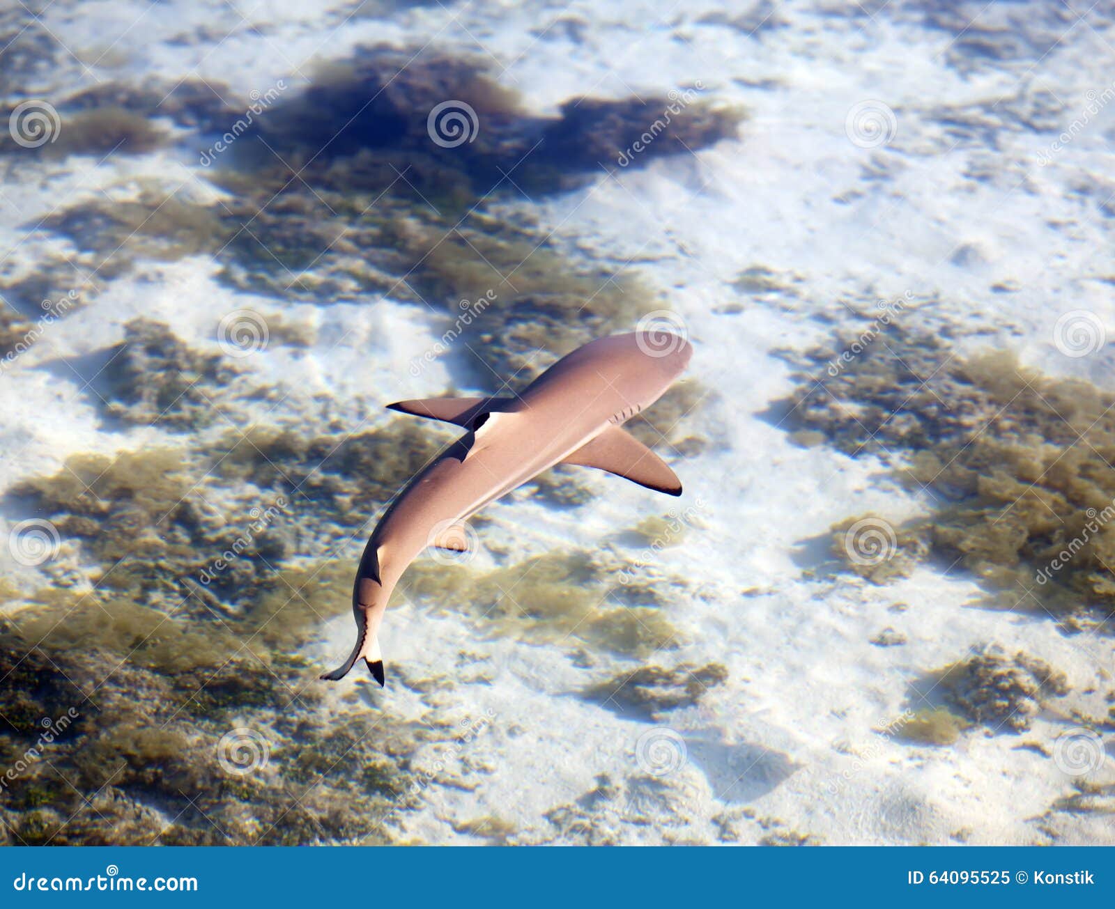 Reef Shark , the Top View through Crystal-clear Water Stock Image ...