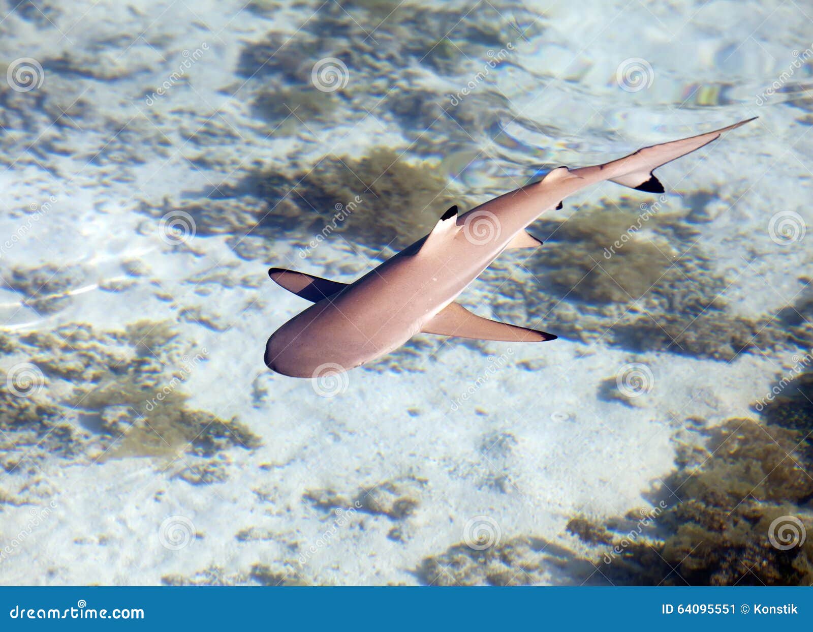 Reef Shark , the Top View through Crystal-clear Water Stock Image ...